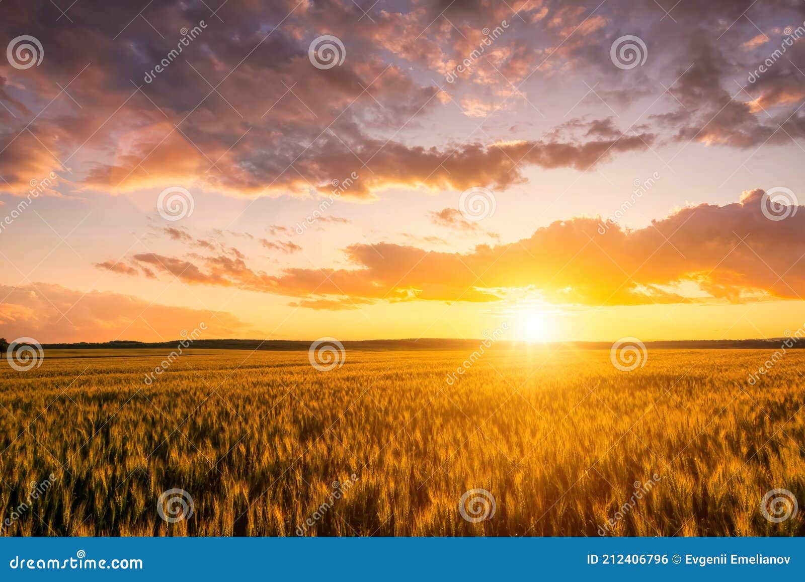 Sunset or Sunrise on a Rye Field with Golden Ears and a Cloudy Sky ...