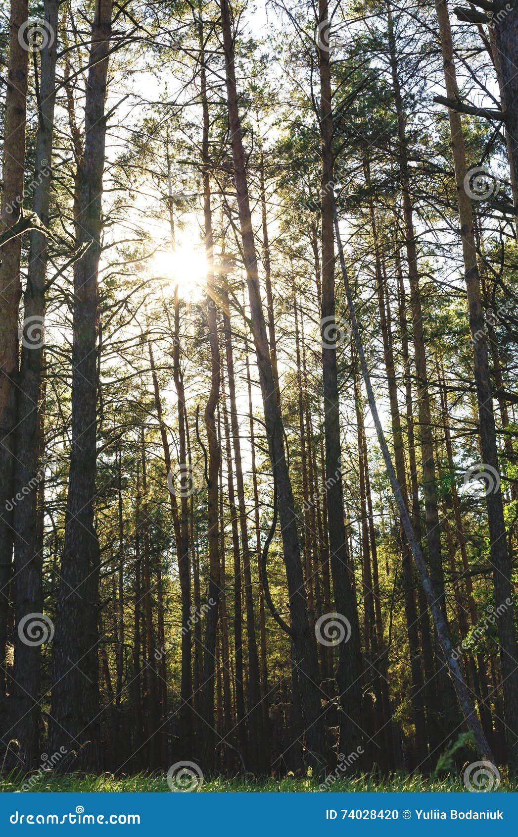 Sunset Sunrise in Spring Coniferous Forest Stock Photo - Image of ...