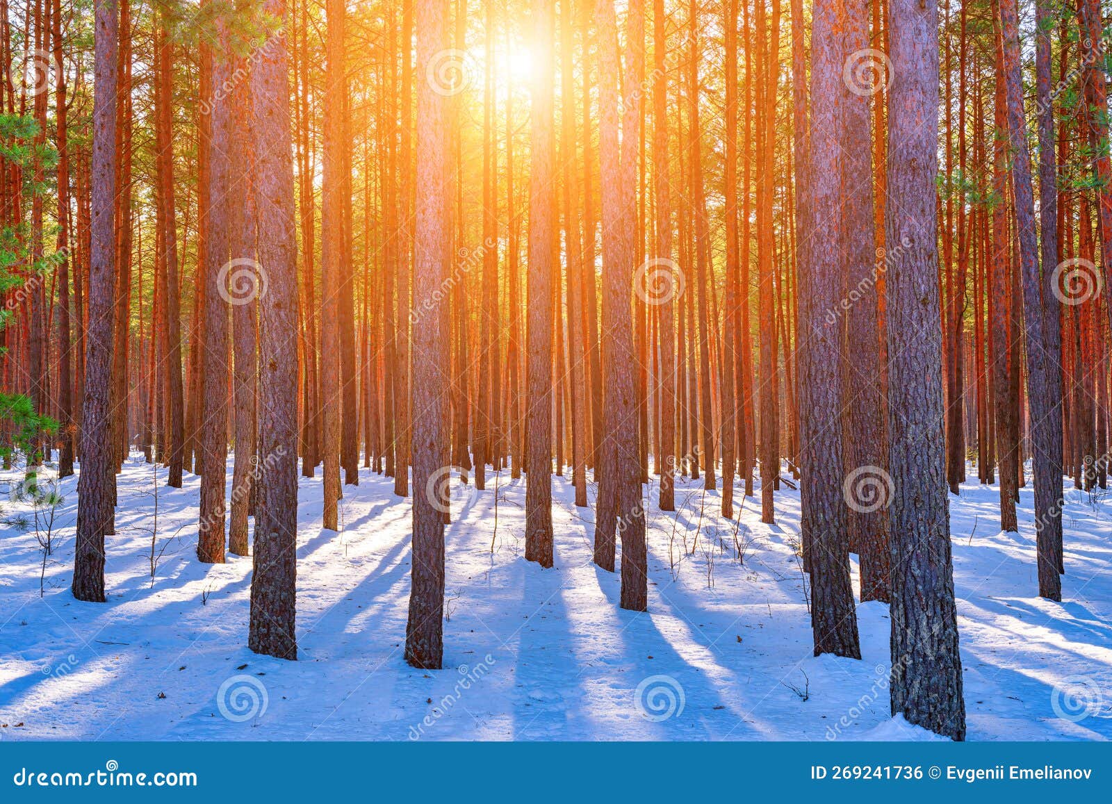 Sunset or Sunrise in the Spring Pine Forest Covered with a Snow ...