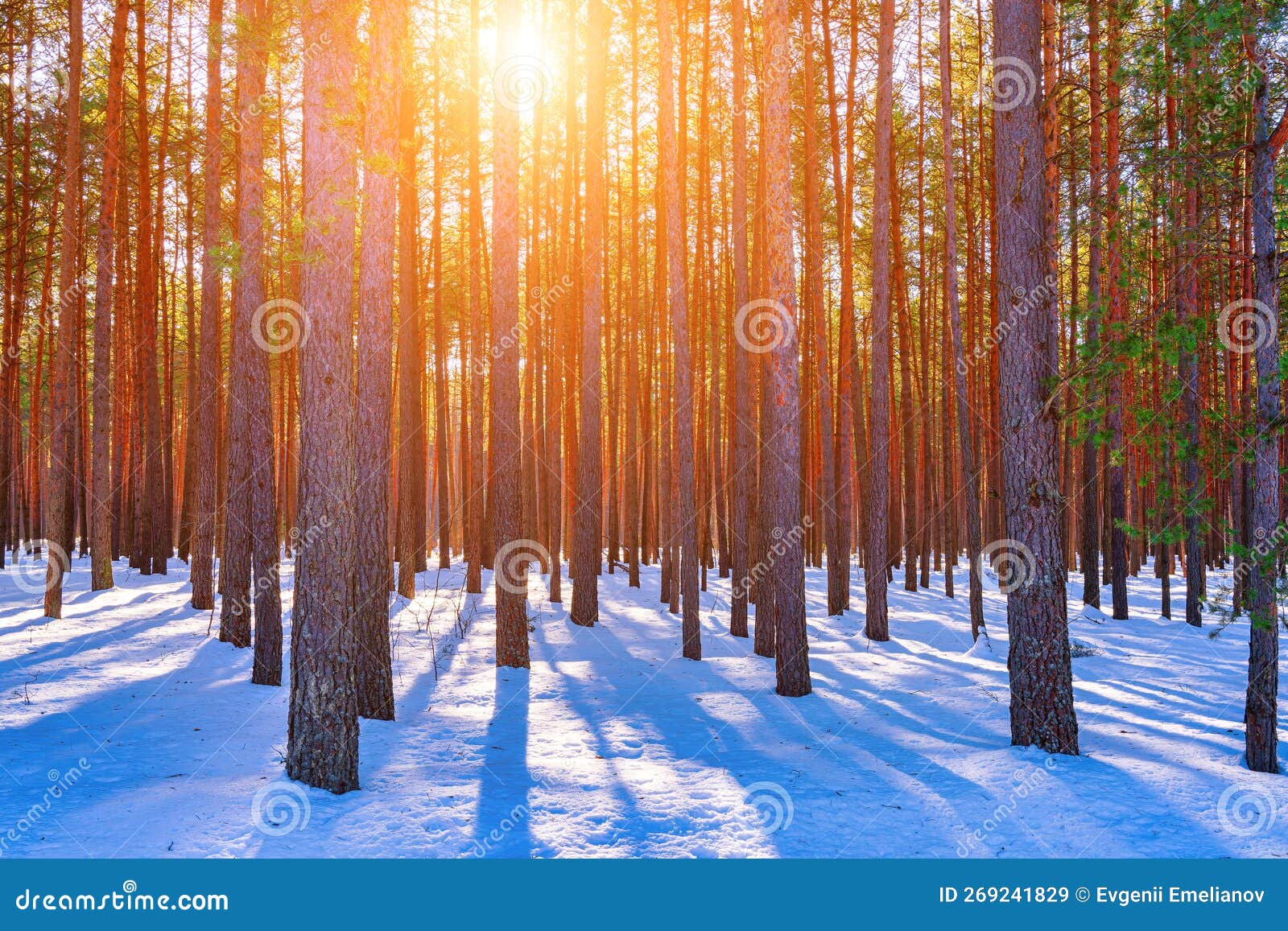 Sunset or Sunrise in the Spring Pine Forest Covered with a Snow ...