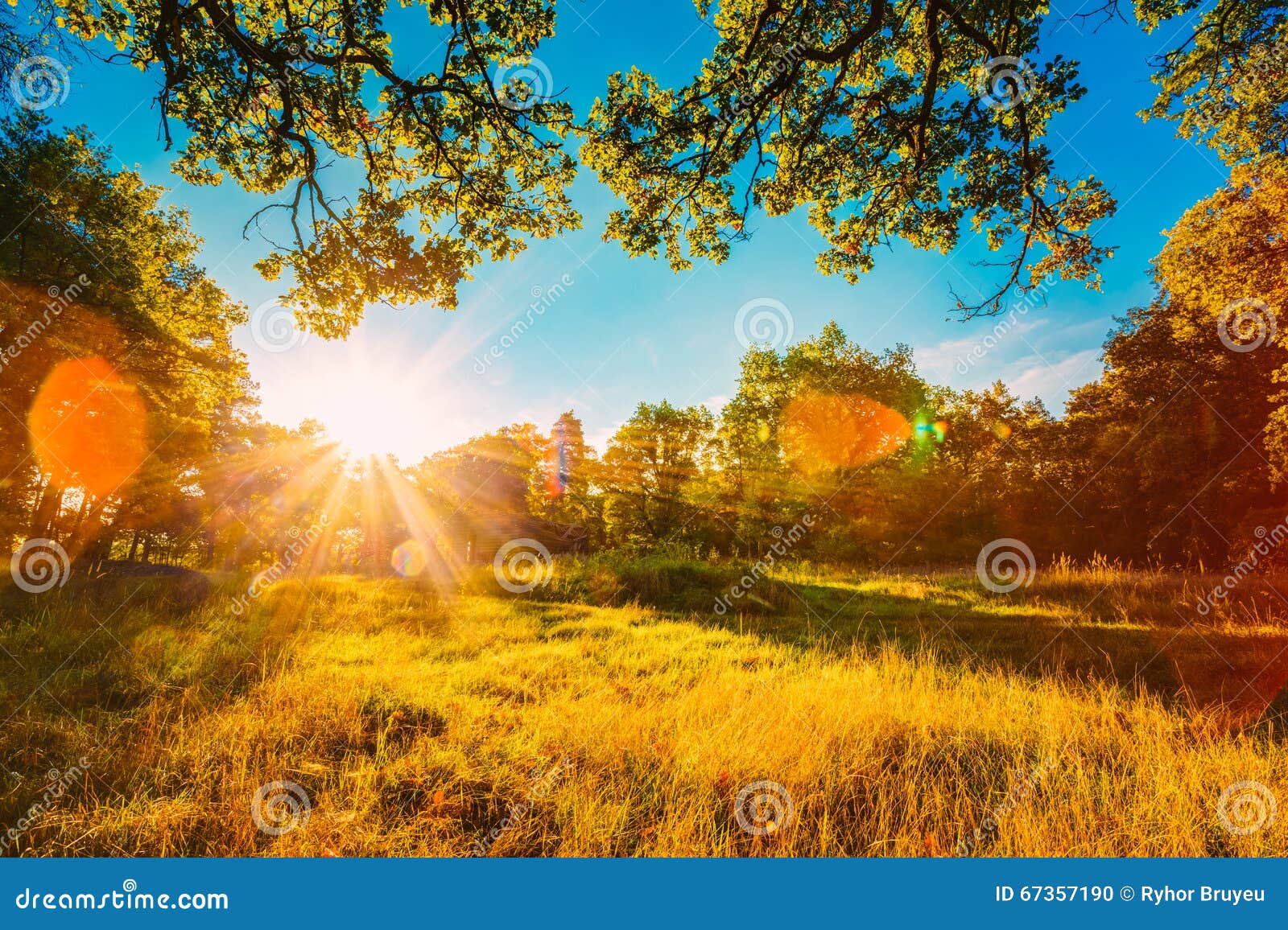 Sunset, Sunrise in Summer Sunny Forest. Lens Flare Effect. Stock Photo ...