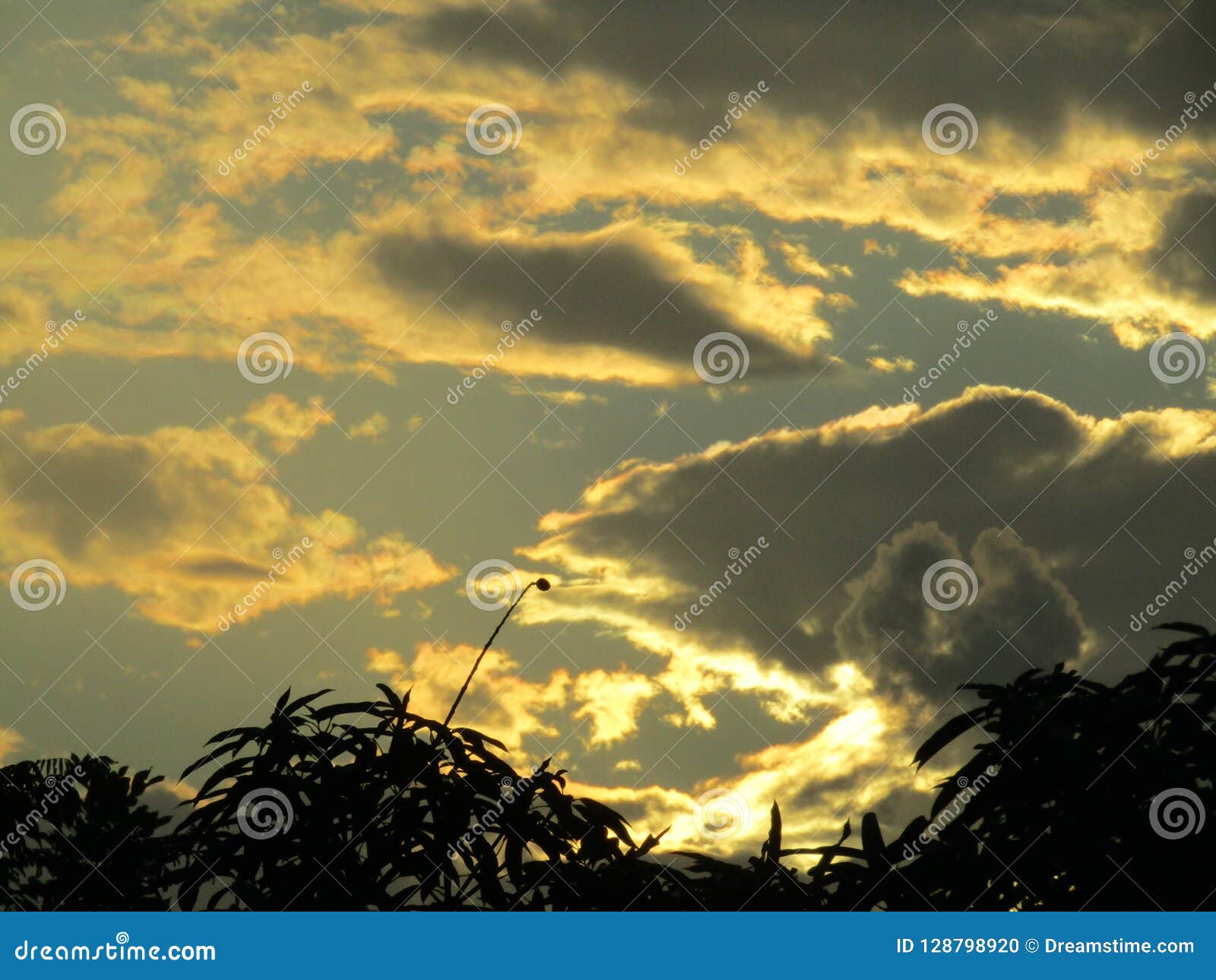 Sunset stock photo. Image of clouds, jamaica, tree, dusk - 128798920