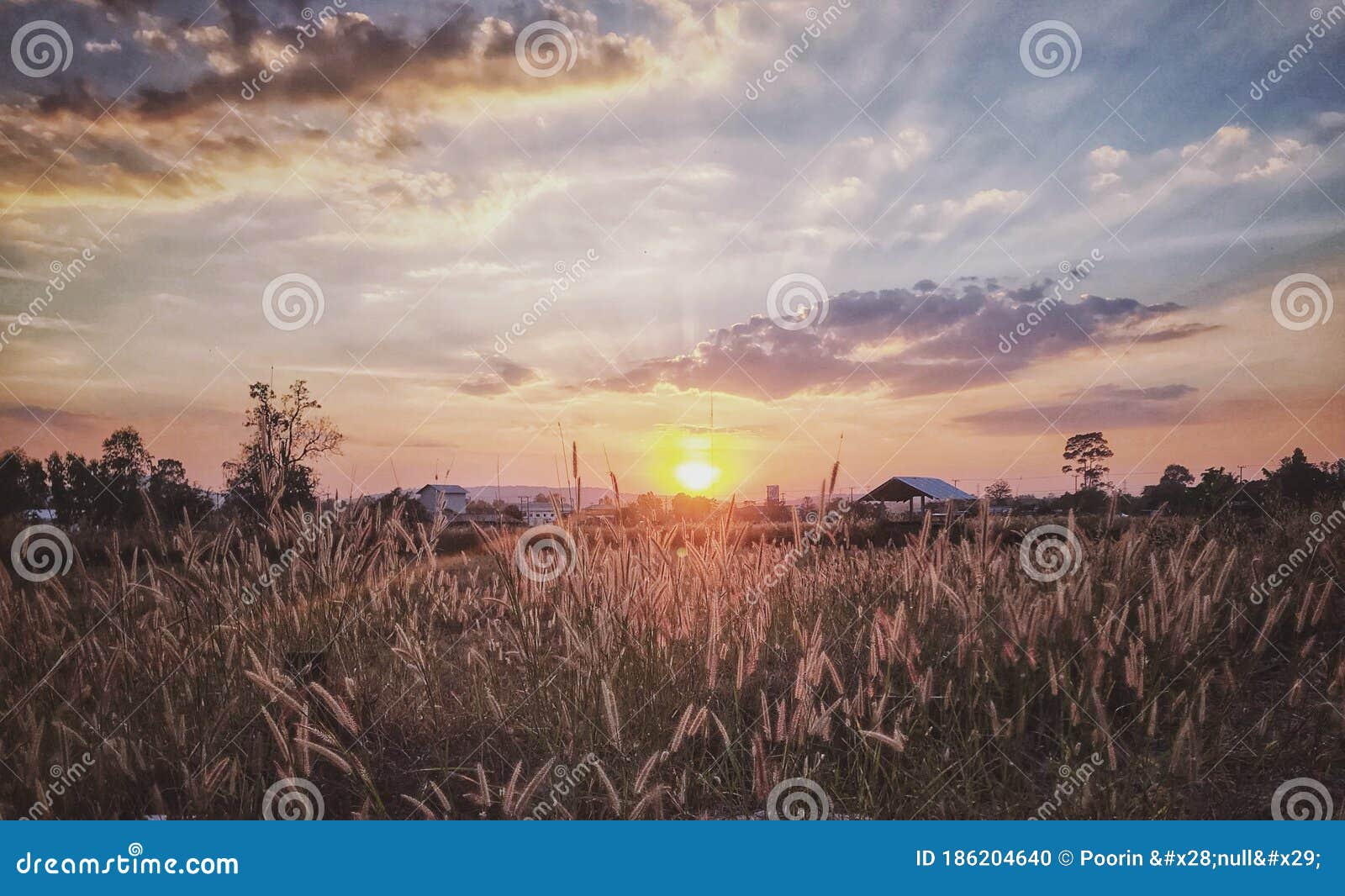 Sunset stock photo. Image of meadow, swamp, sunset, nature - 186204640