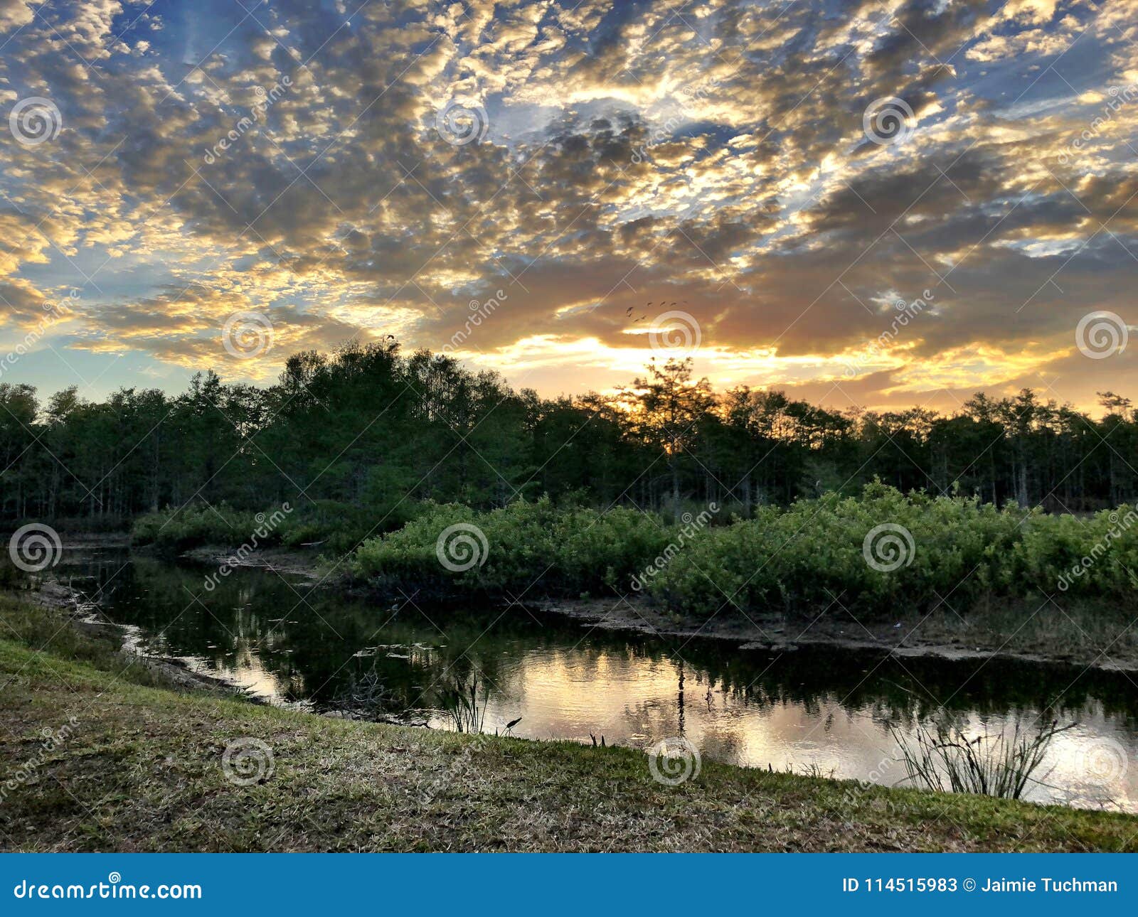 Sunset in the Swamp during a Drought Stock Image - Image of gardening ...
