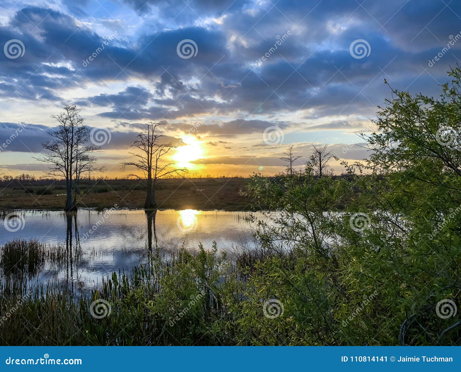 Sunset in the swamp stock image. Image of orange, cloud - 110814141