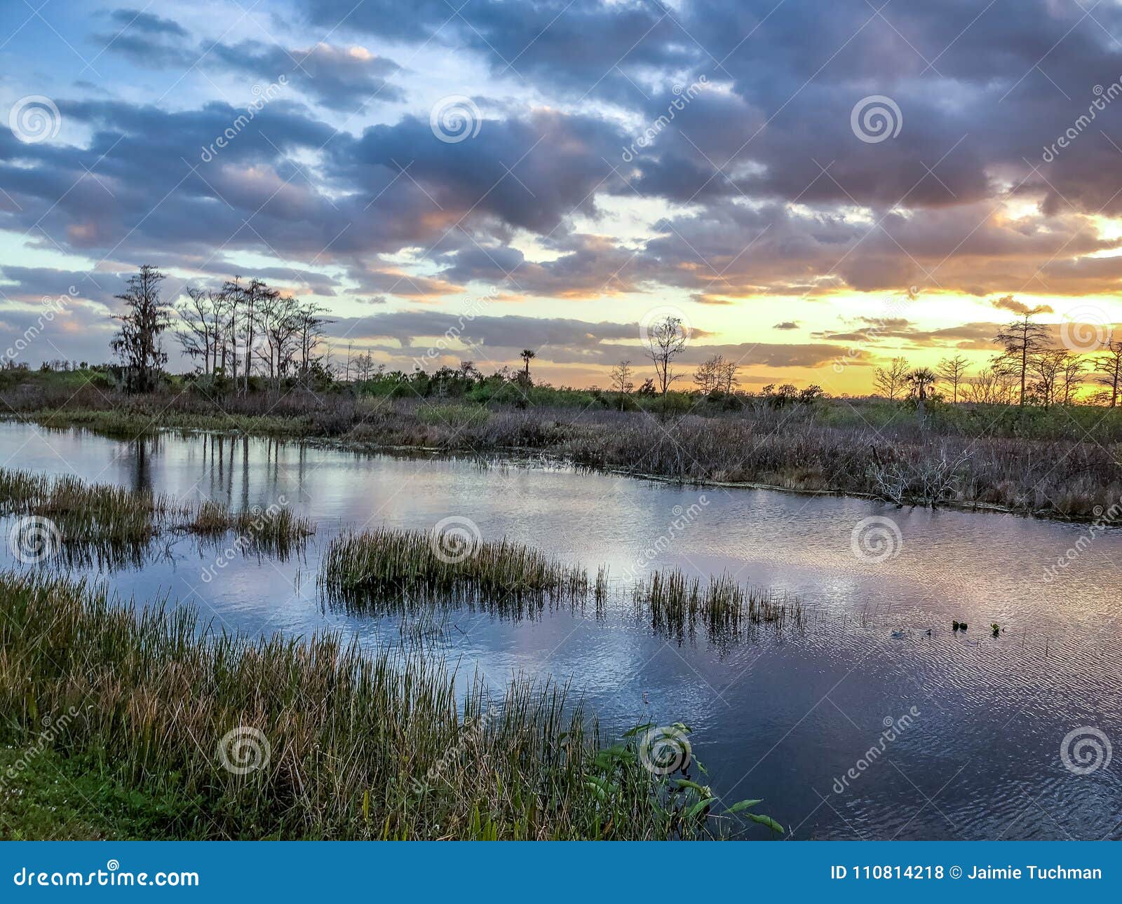 Sunset in the swamp stock photo. Image of florida, pastel - 110814218