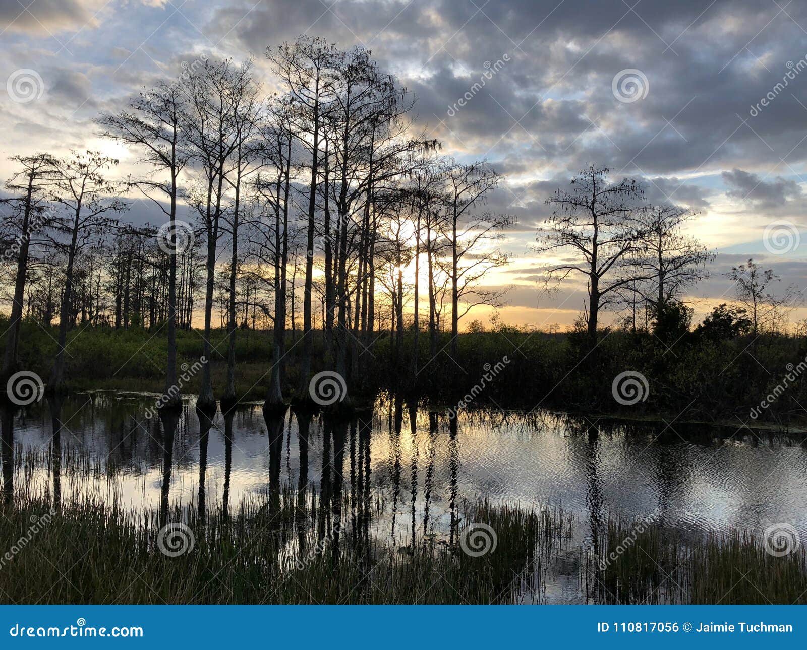 Sunset in the swamp stock photo. Image of marsh, gulf - 110817056