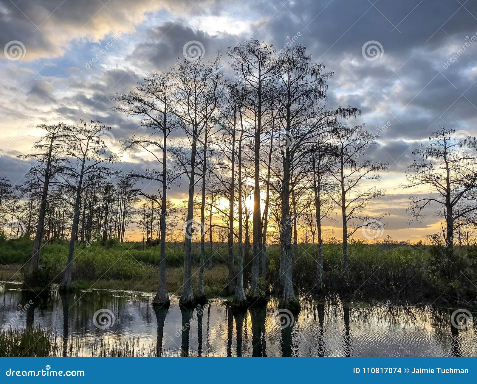 Sunset in the swamp stock photo. Image of decayed, everglades - 110817074