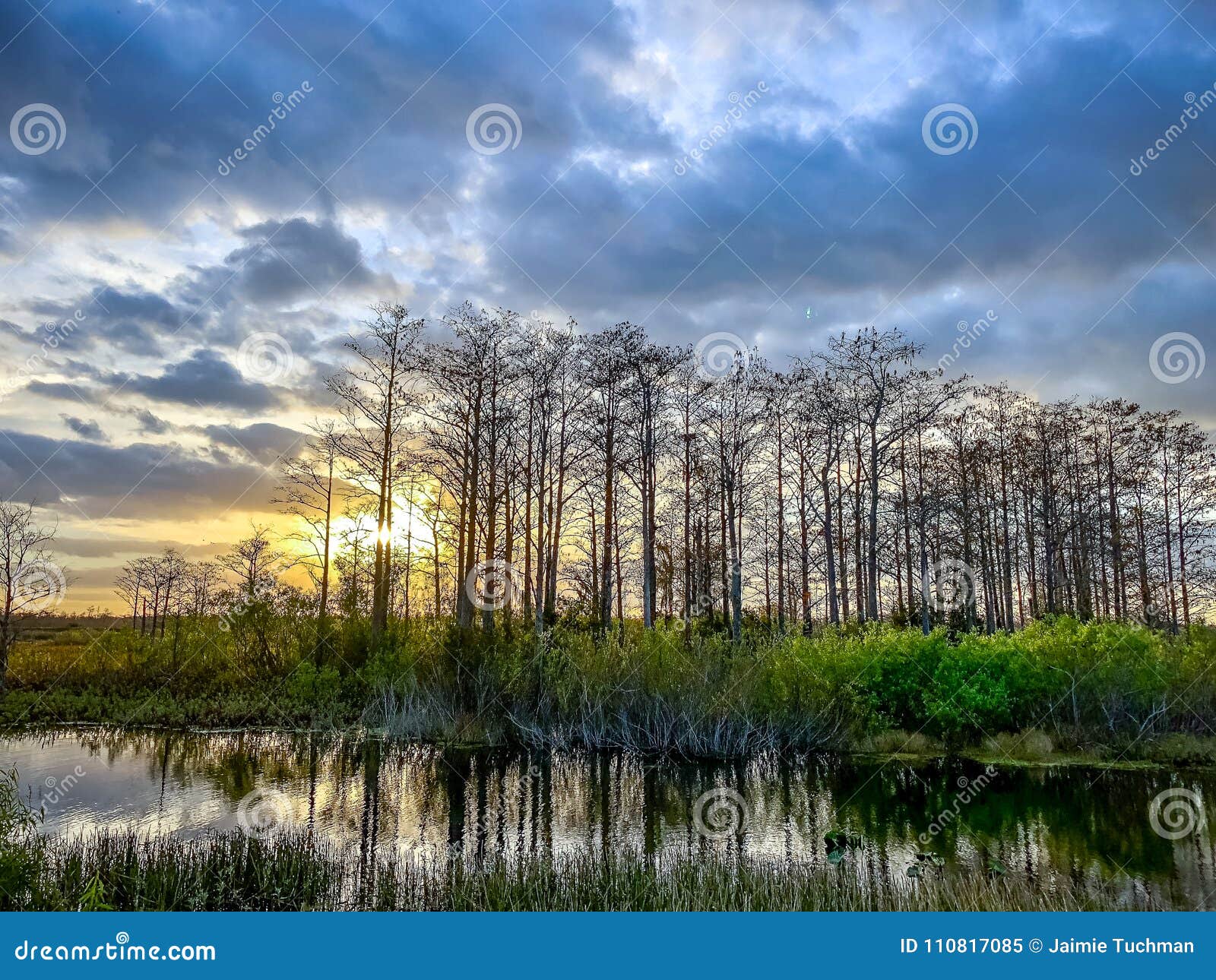 Sunset in the swamp stock image. Image of light, forest - 110817085