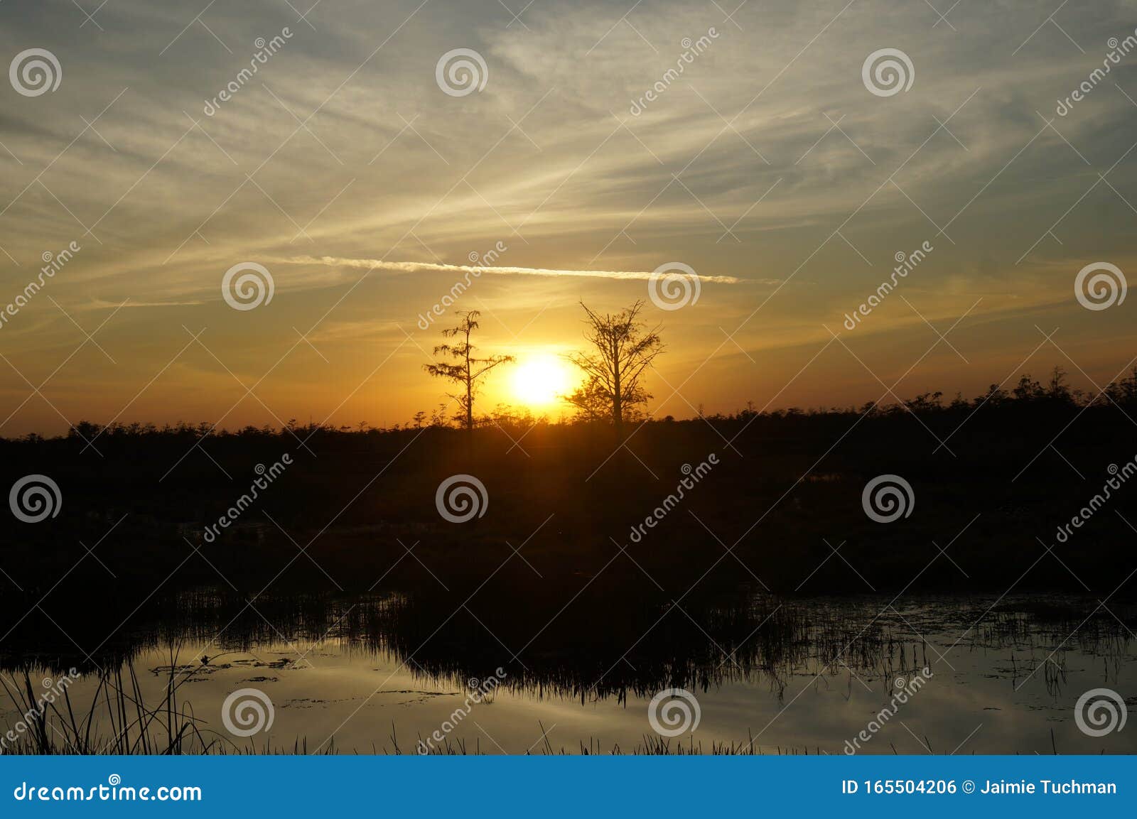 Sunset in the swamp stock photo. Image of dusk, grass - 165504206