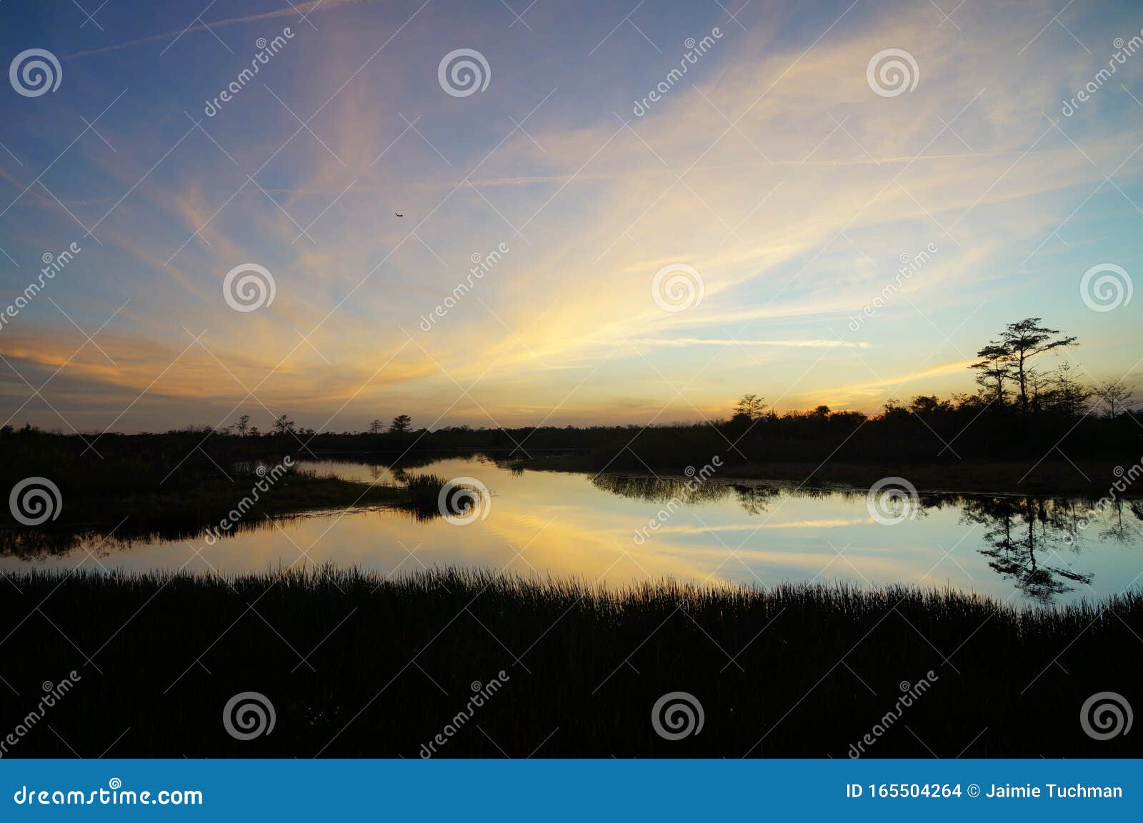 Sunset in the swamp stock photo. Image of cane, dawn - 165504264