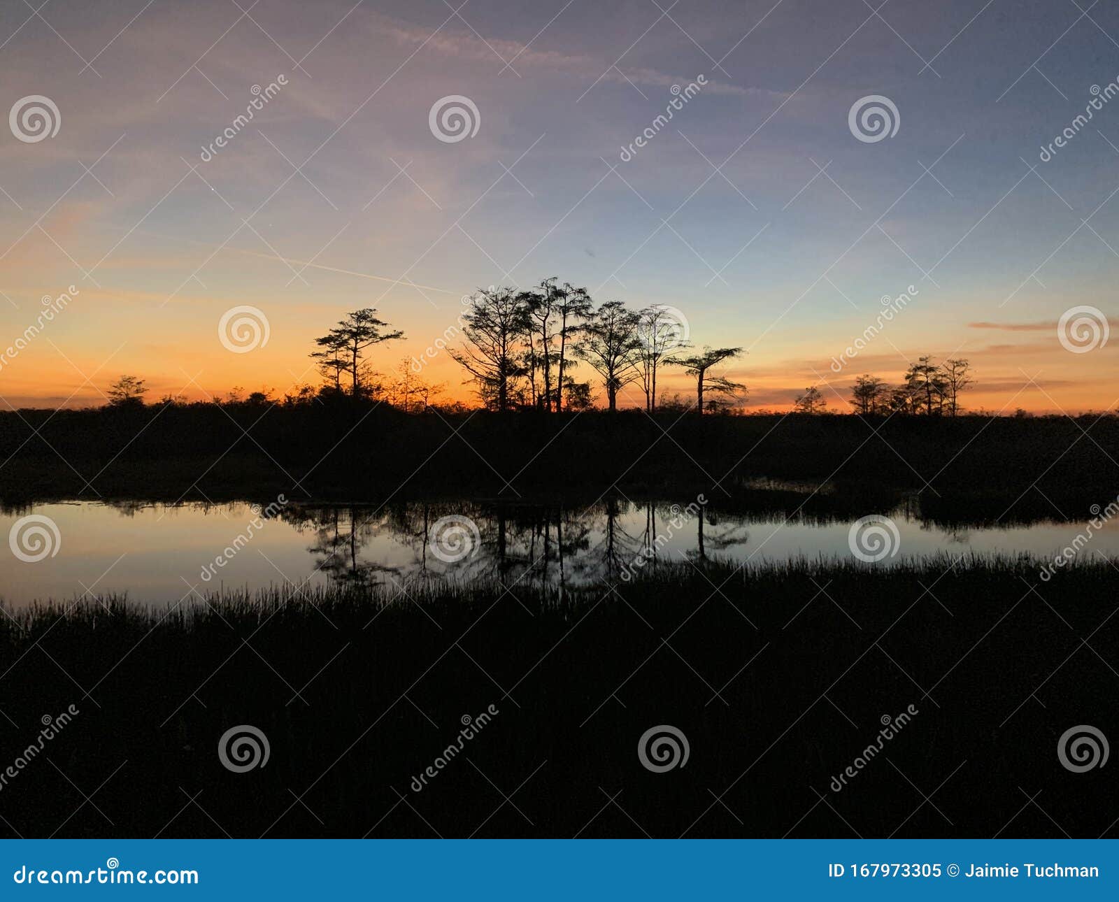 Sunset in the swamp stock image. Image of lake, forest - 167973305
