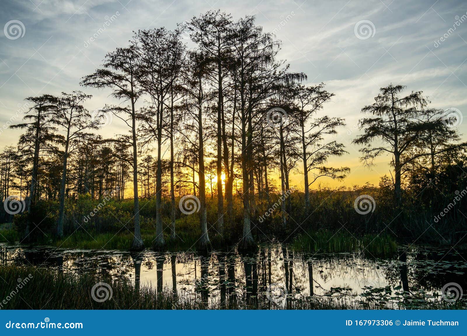 Sunset in the swamp stock photo. Image of cane, gulf - 167973306