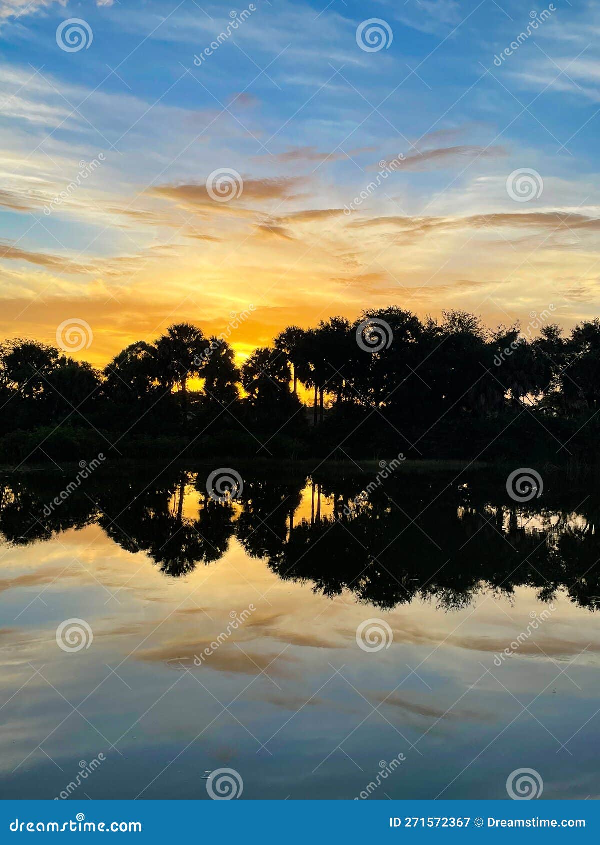 Sunset in the swamp stock image. Image of pond, lake - 271572367