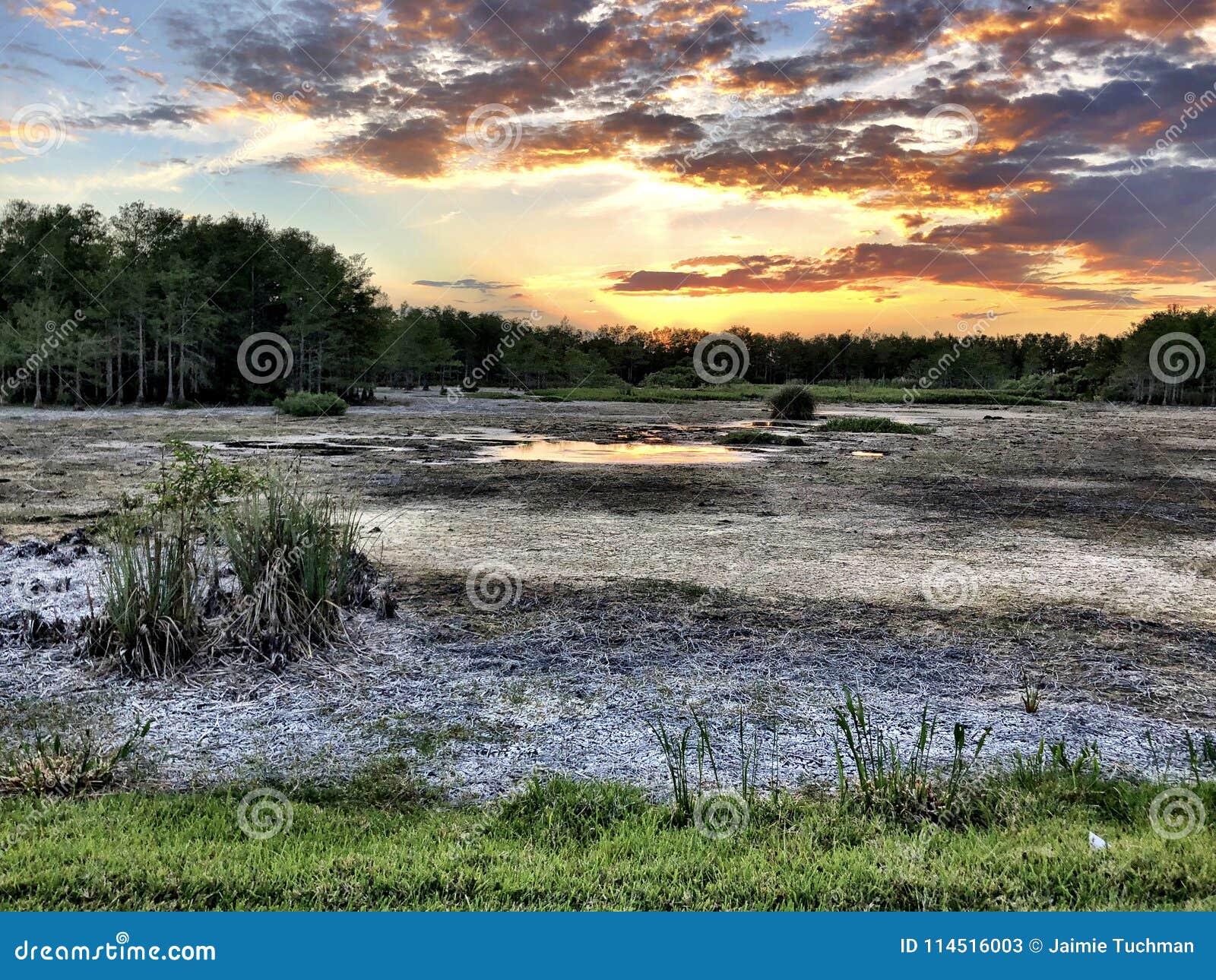 Sunset in the Swamp during a Drought Stock Image - Image of form ...