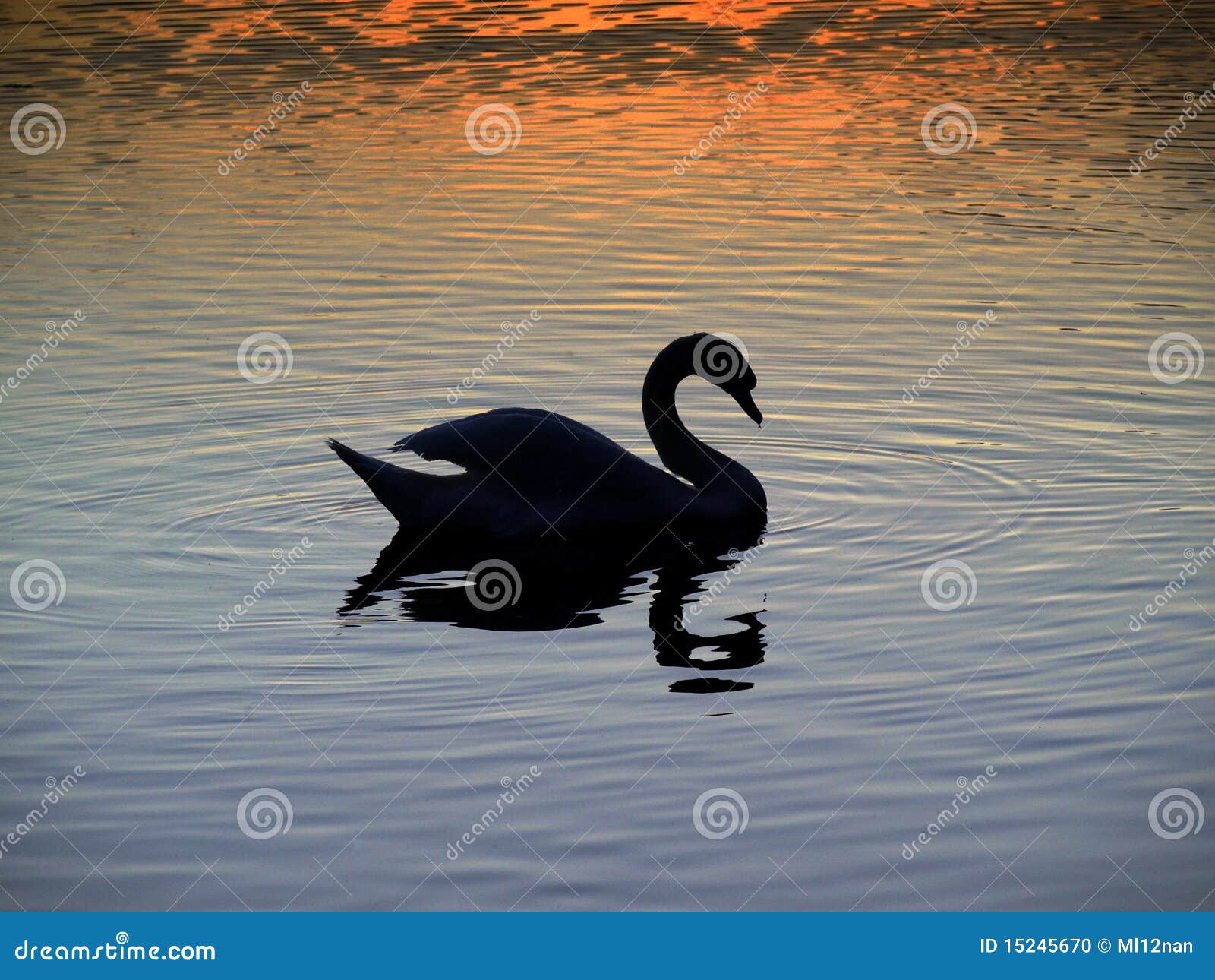 Sunset - swan stock photo. Image of wildlife, peace, morning - 15245670
