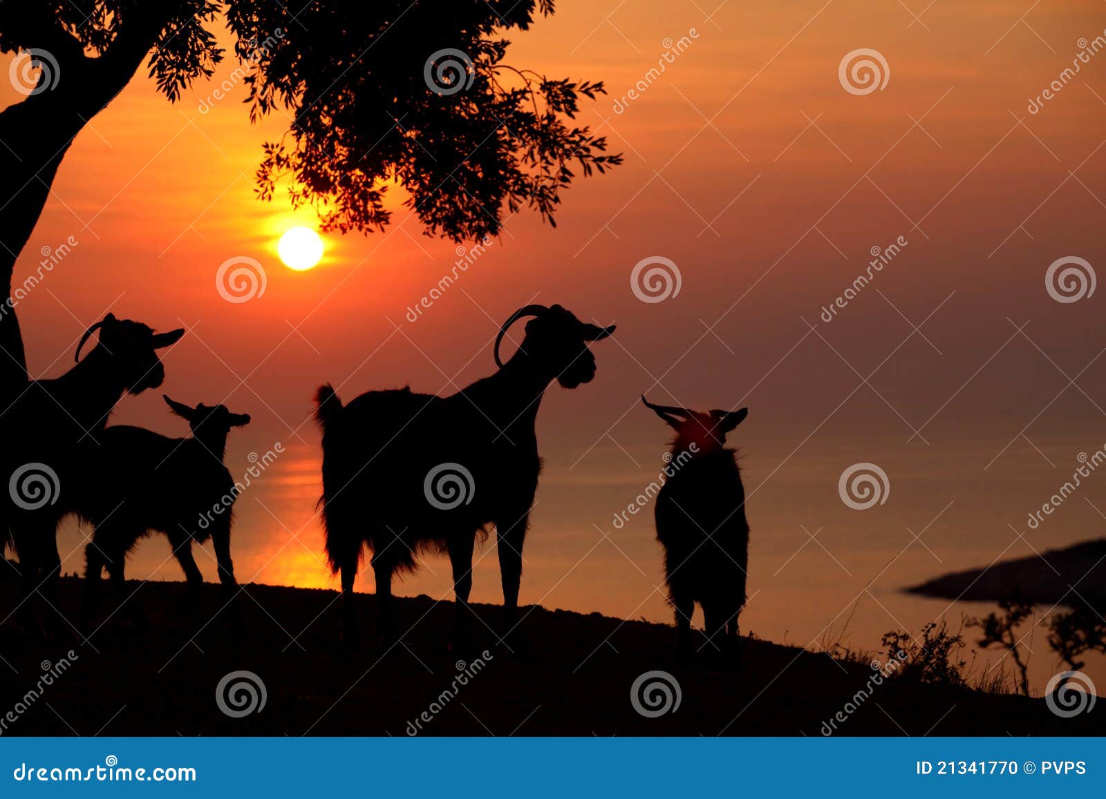 Sunset at Thassos and goat stock photo. Image of goat - 21341770