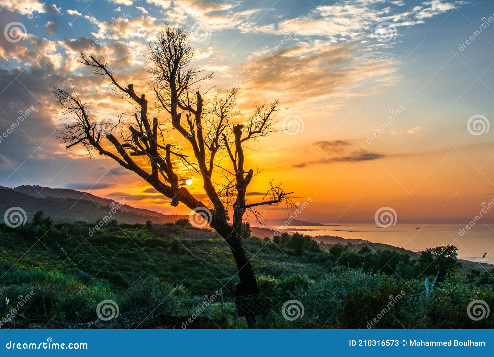 Sunset Time on the Mountain with Big Tree, Sunset through an Oak Tree ...