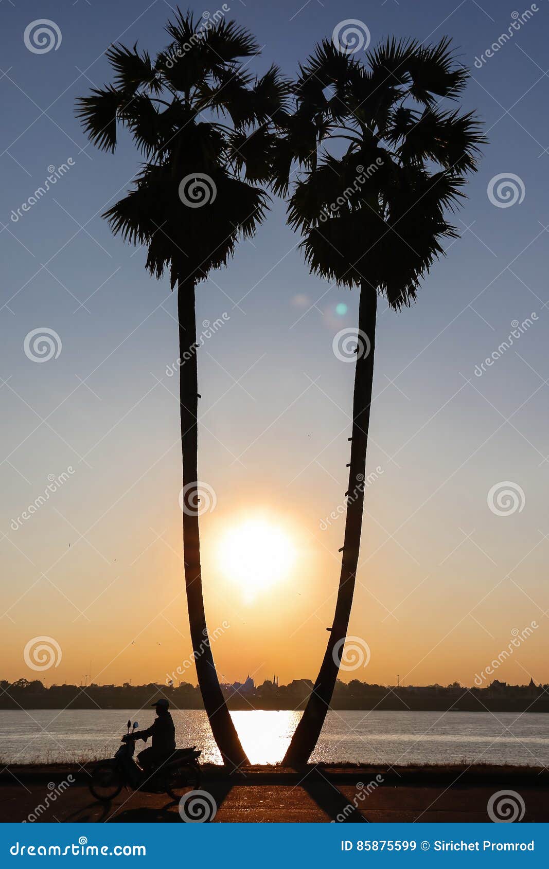 Sunset time with two palms stock image. Image of tree - 85875599
