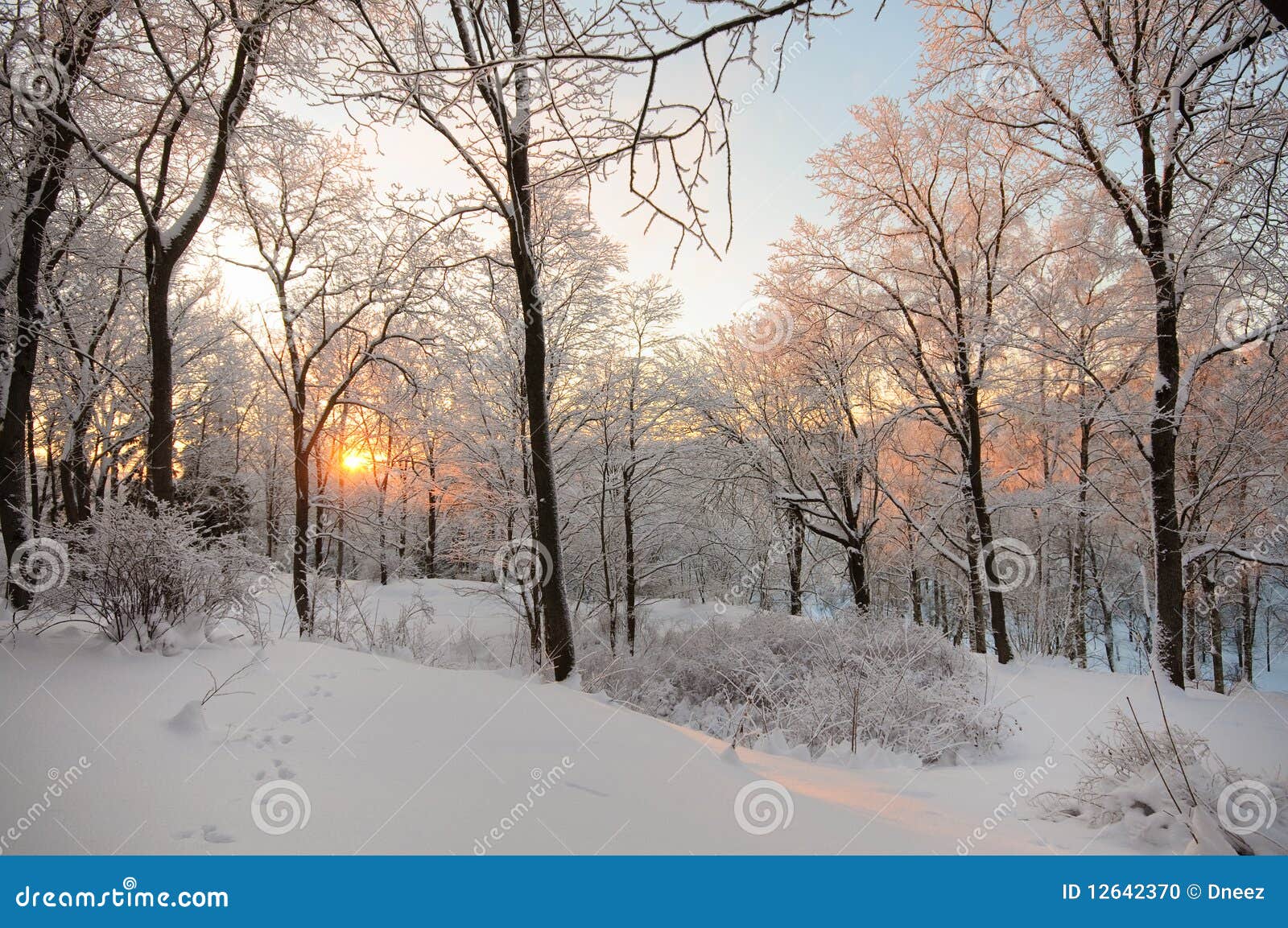 Sunset in Toila-Oru park. stock photo. Image of forest - 12642370