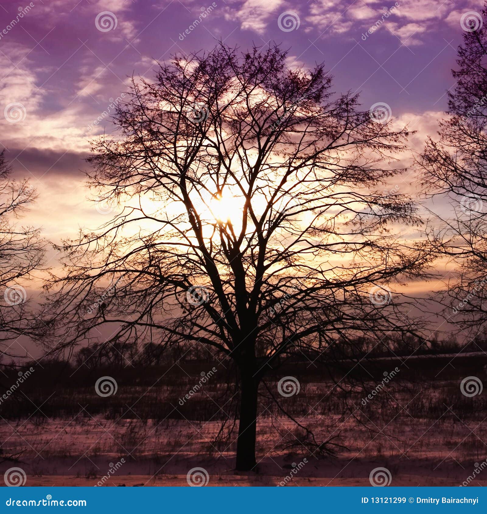Sunset and tree stock image. Image of trees, cloudscape - 13121299