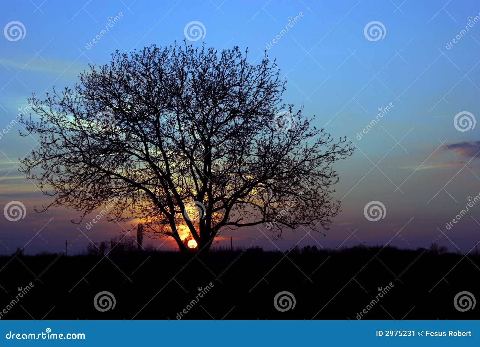 Sunset with a tree stock image. Image of sunligjt, sunset - 2975231
