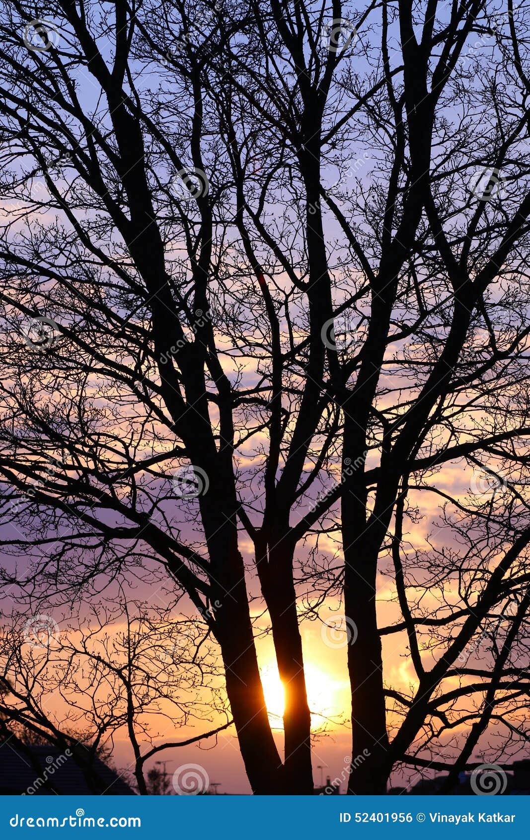 Sunset through tree stock photo. Image of tree, sunrise - 52401956