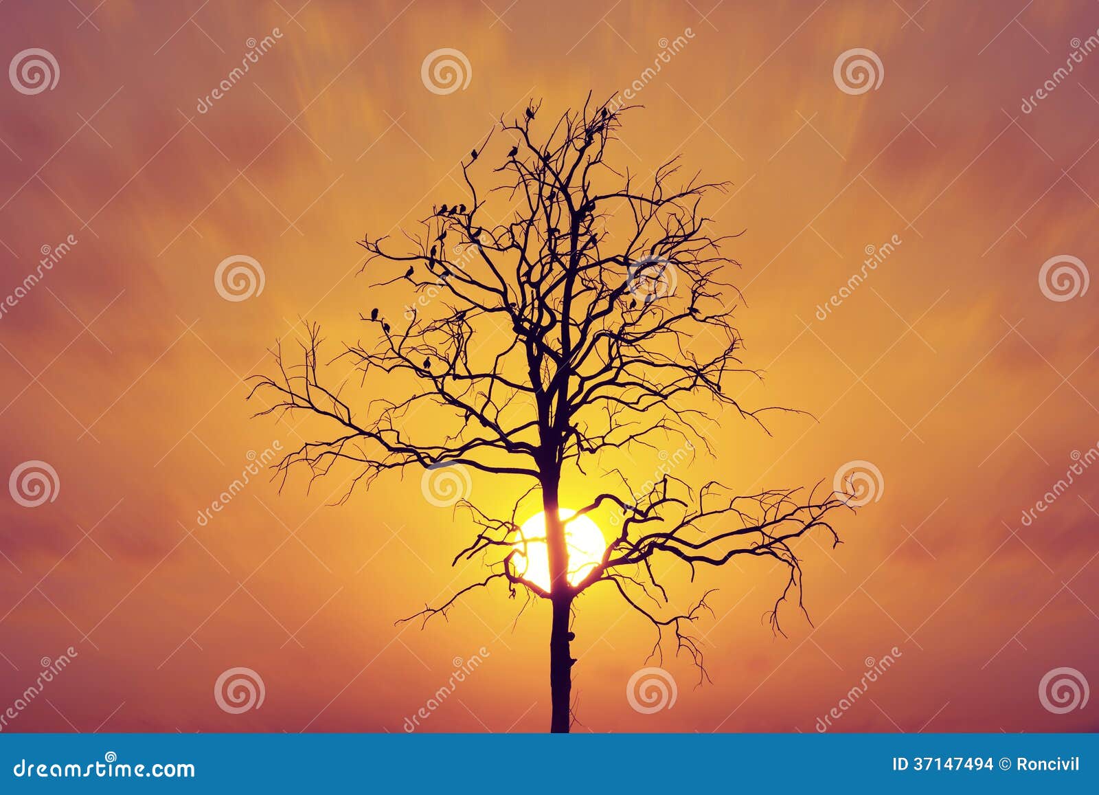 Sunset stock photo. Image of bark, autumn, dawn, colour - 37147494