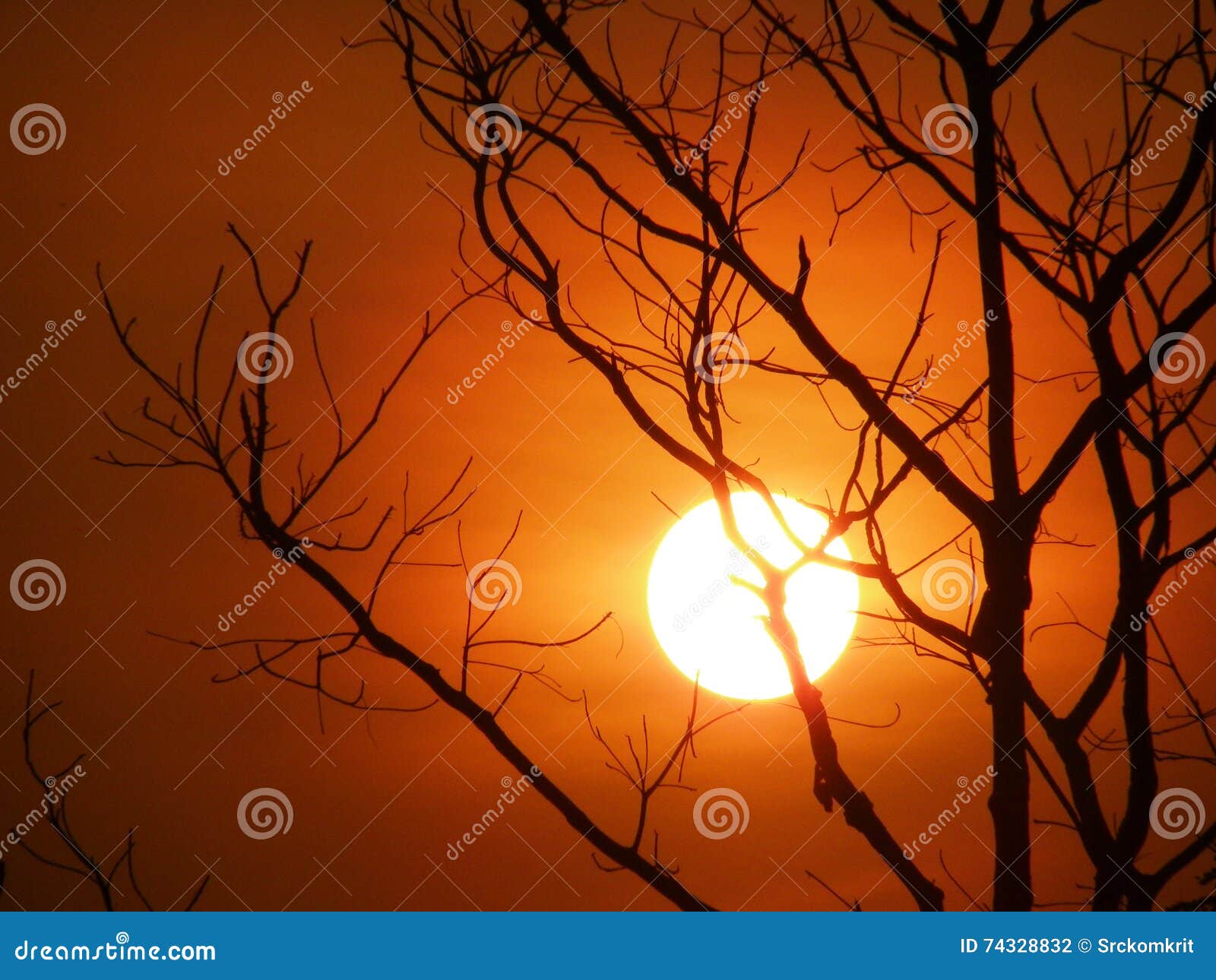 Sunset with Tree Branch at Evening Time Stock Photo - Image of dead ...