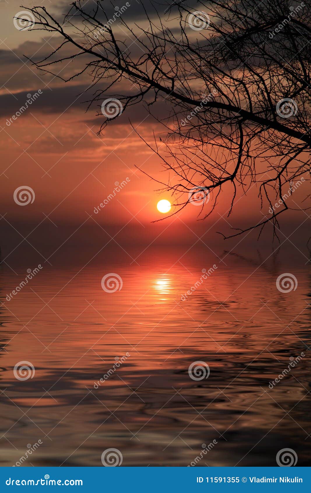 Sunset and Tree Branch Over Water Stock Image - Image of golden, nature ...