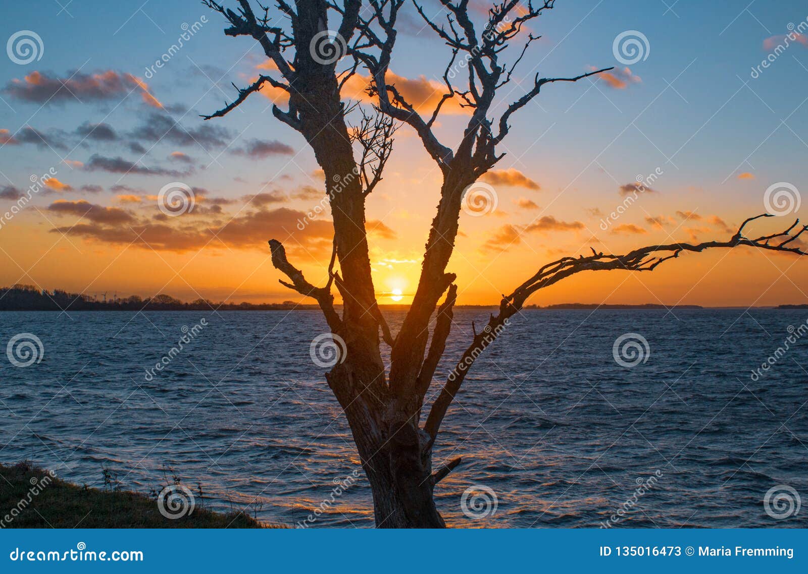 Sunset in between the Tree Branches by the Sea Stock Image - Image of ...