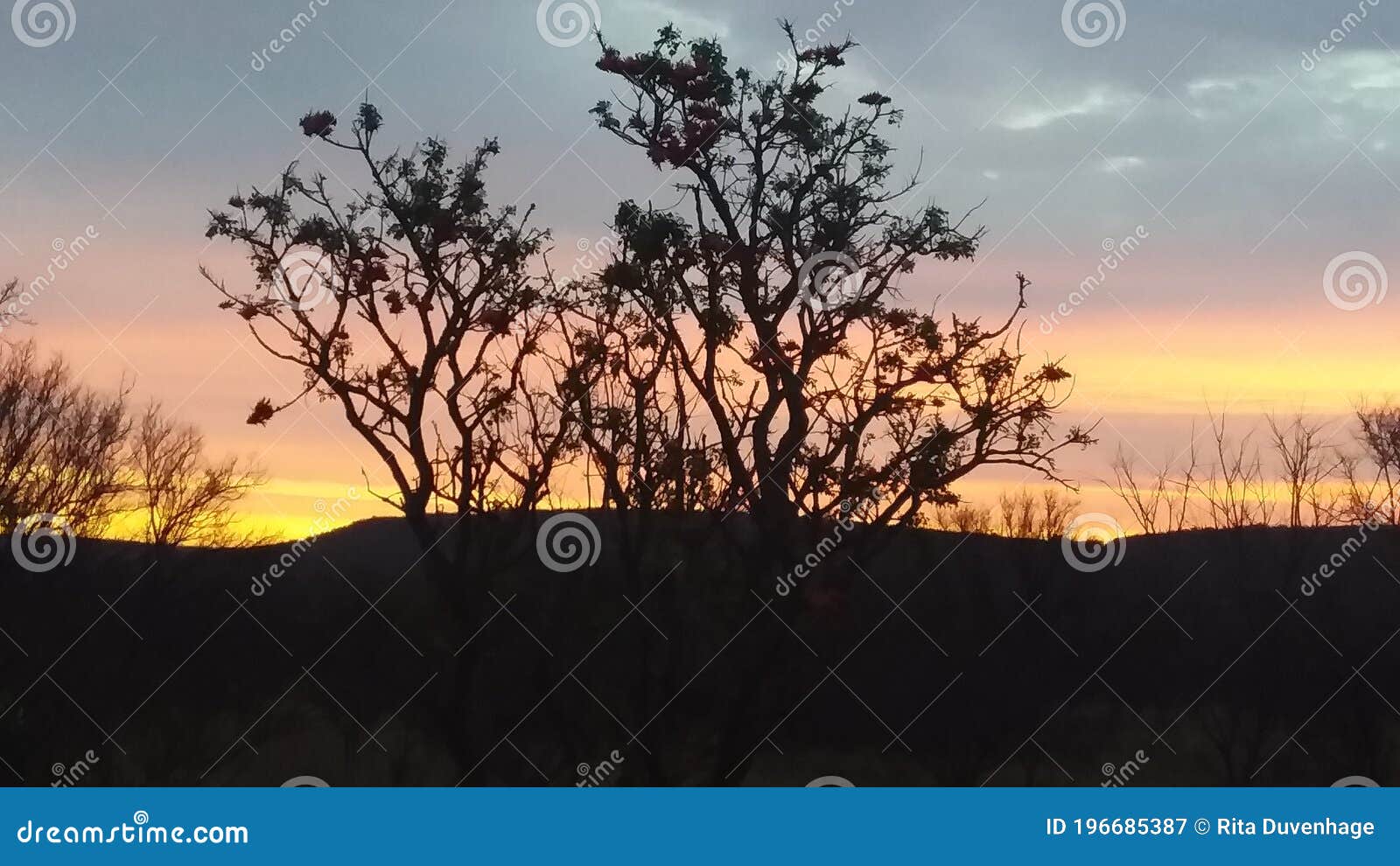 Sunset Tree Clowds Bushveld Beauty Stock Image - Image of bushveld ...