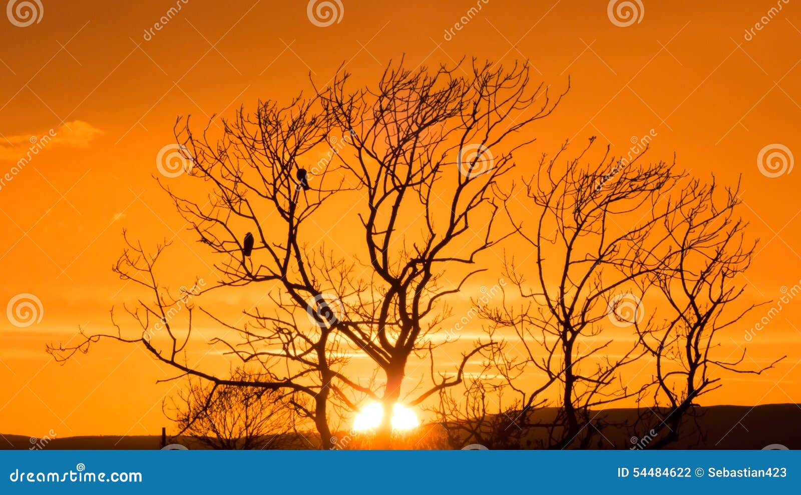 Sunset tree with crows stock photo. Image of dusk, animal - 54484622