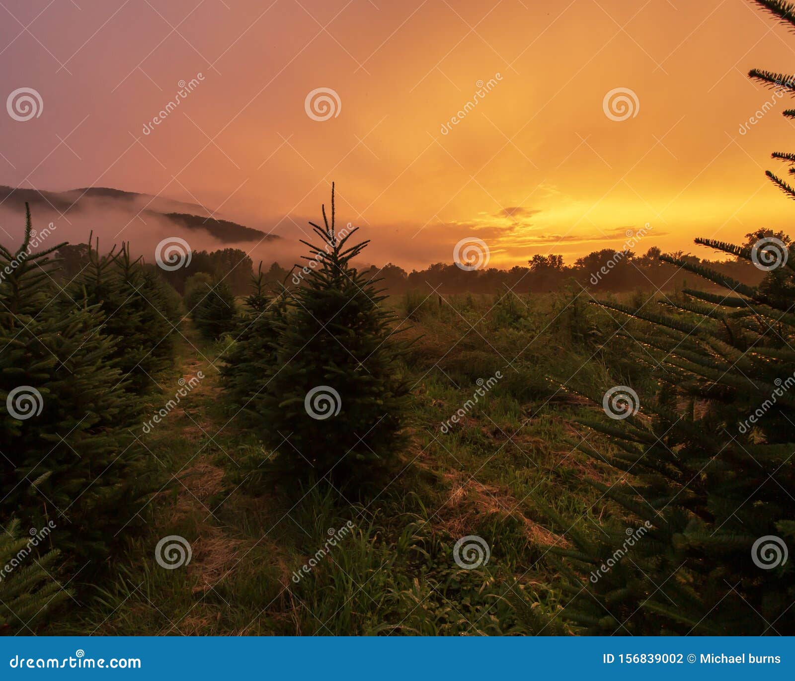 Sunset and evergreen stock photo. Image of sunset, tree - 156839002