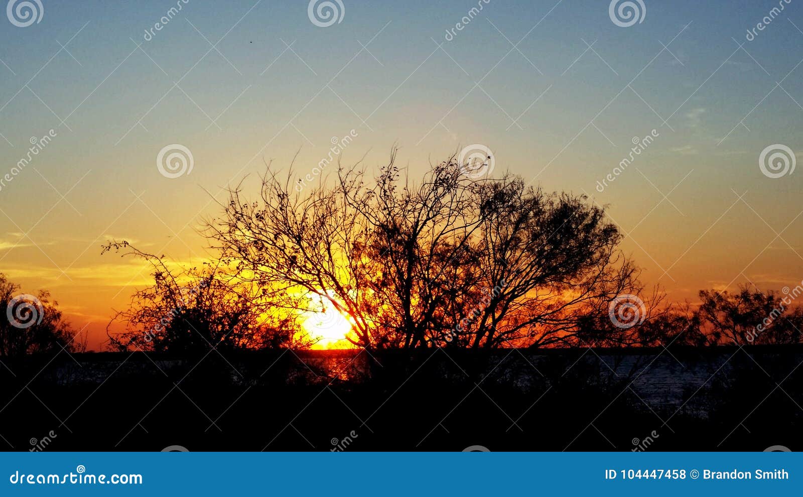 Sunsets Behind Tree stock photo. Image of texas, wild - 104447458