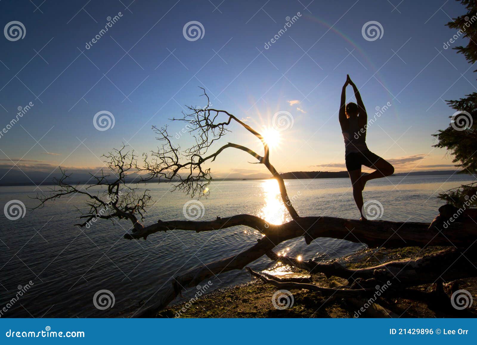 Sunset Tree Pose stock photo. Image of canada, beauty - 21429896