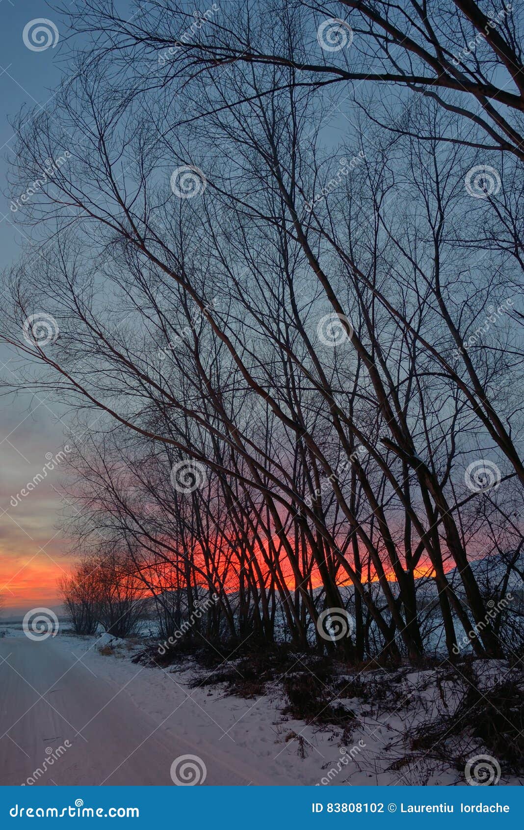 Sunset with tree shadow stock photo. Image of color, dream - 83808102