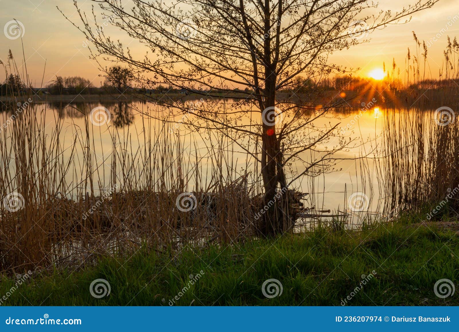 Sunset and Tree on the Shore of the Lake Stock Photo - Image of sunset ...