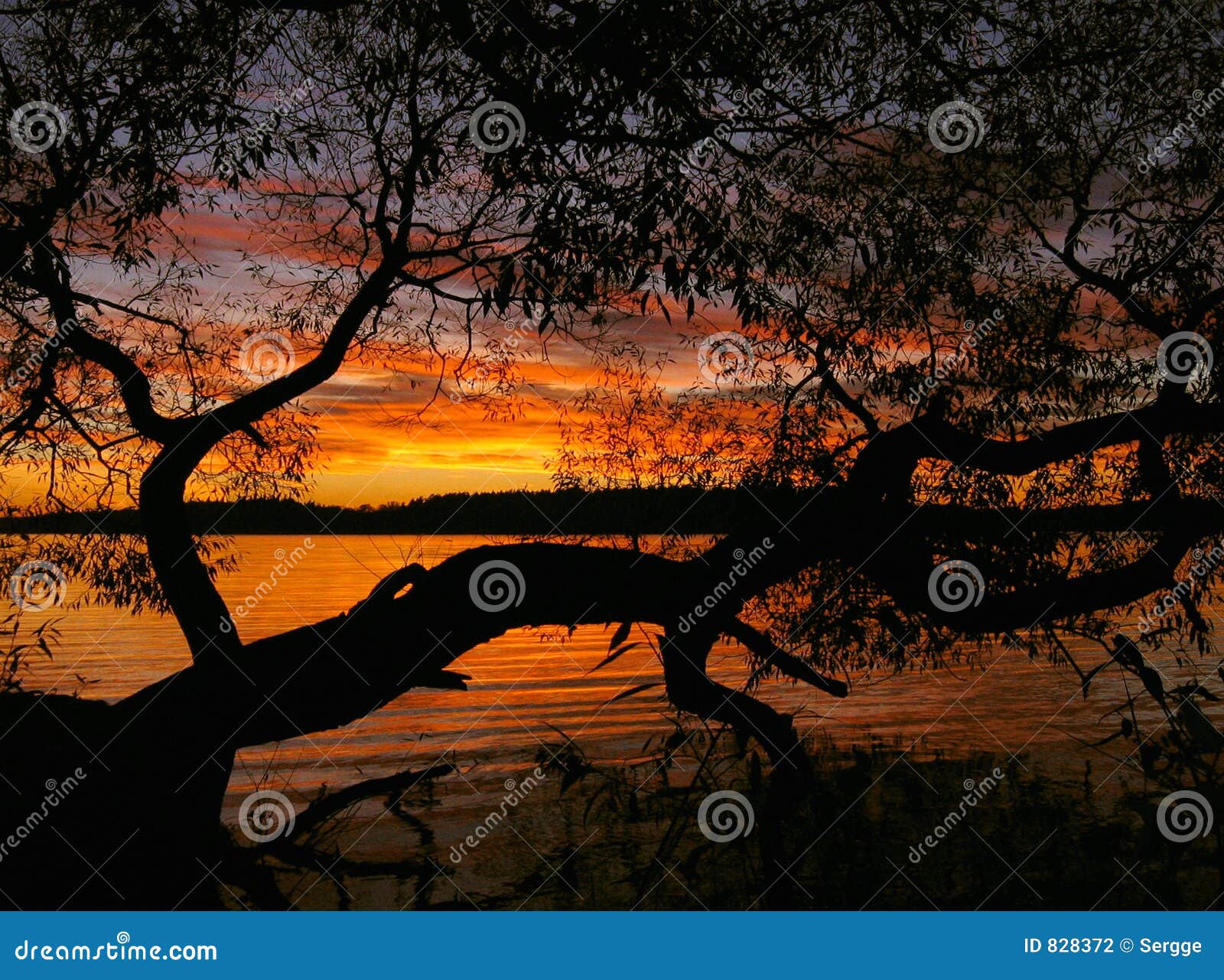 Sunset with a Tree Silhouette Stock Photo - Image of silhouette, tree ...