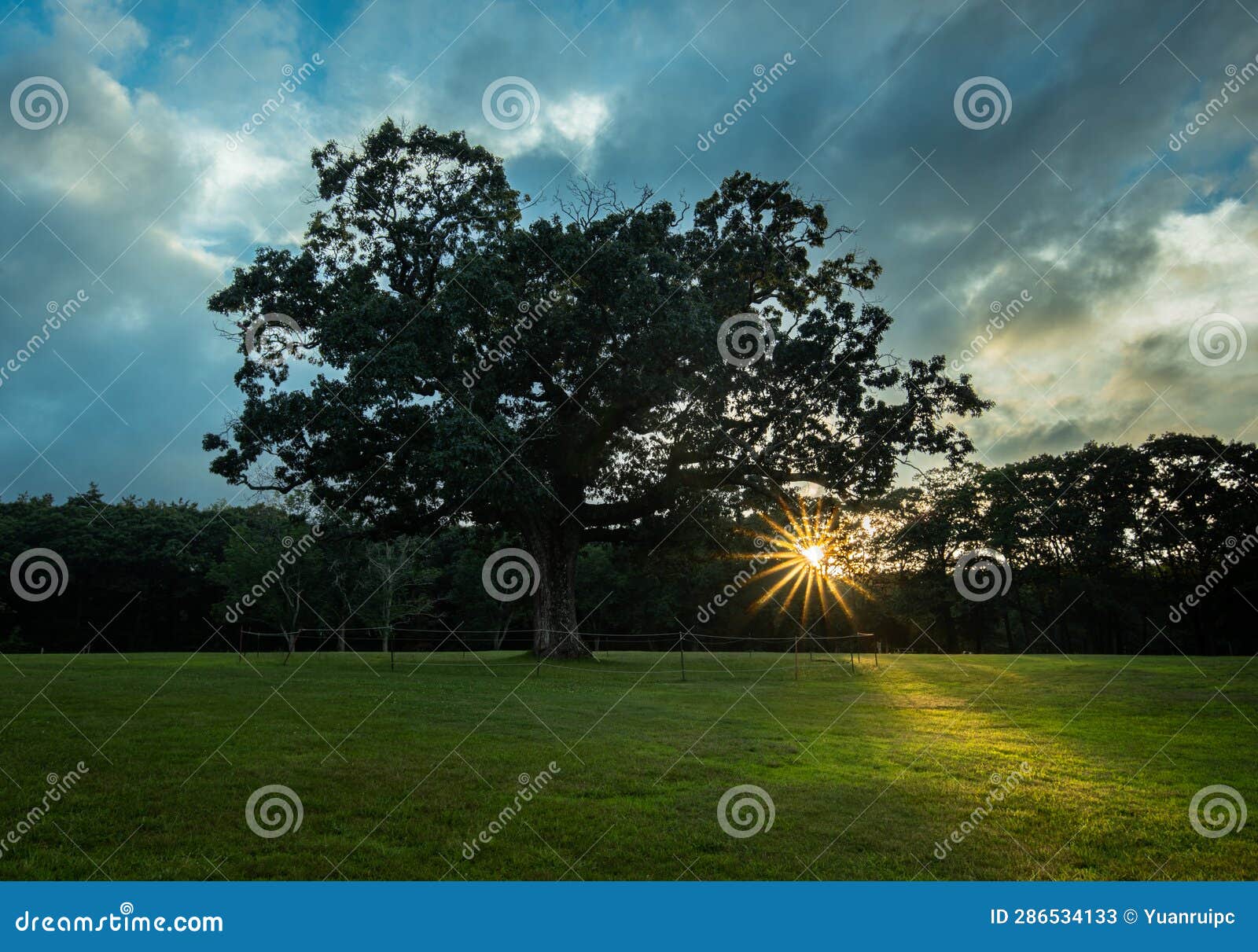 Light Passing through a Tree Stock Image - Image of evening, passes ...