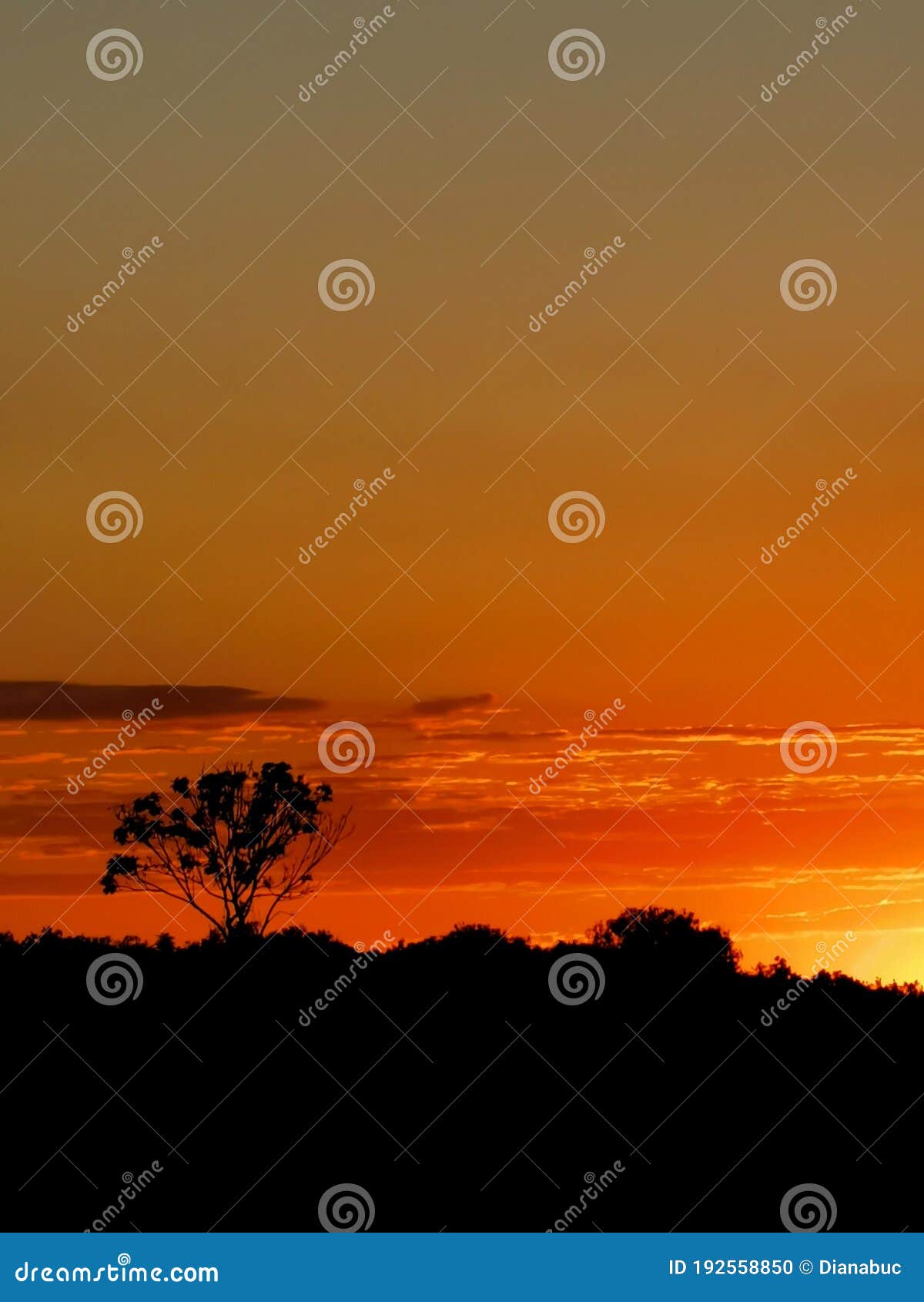 Sunset with a tree stock photo. Image of dusk, sunset - 192558850