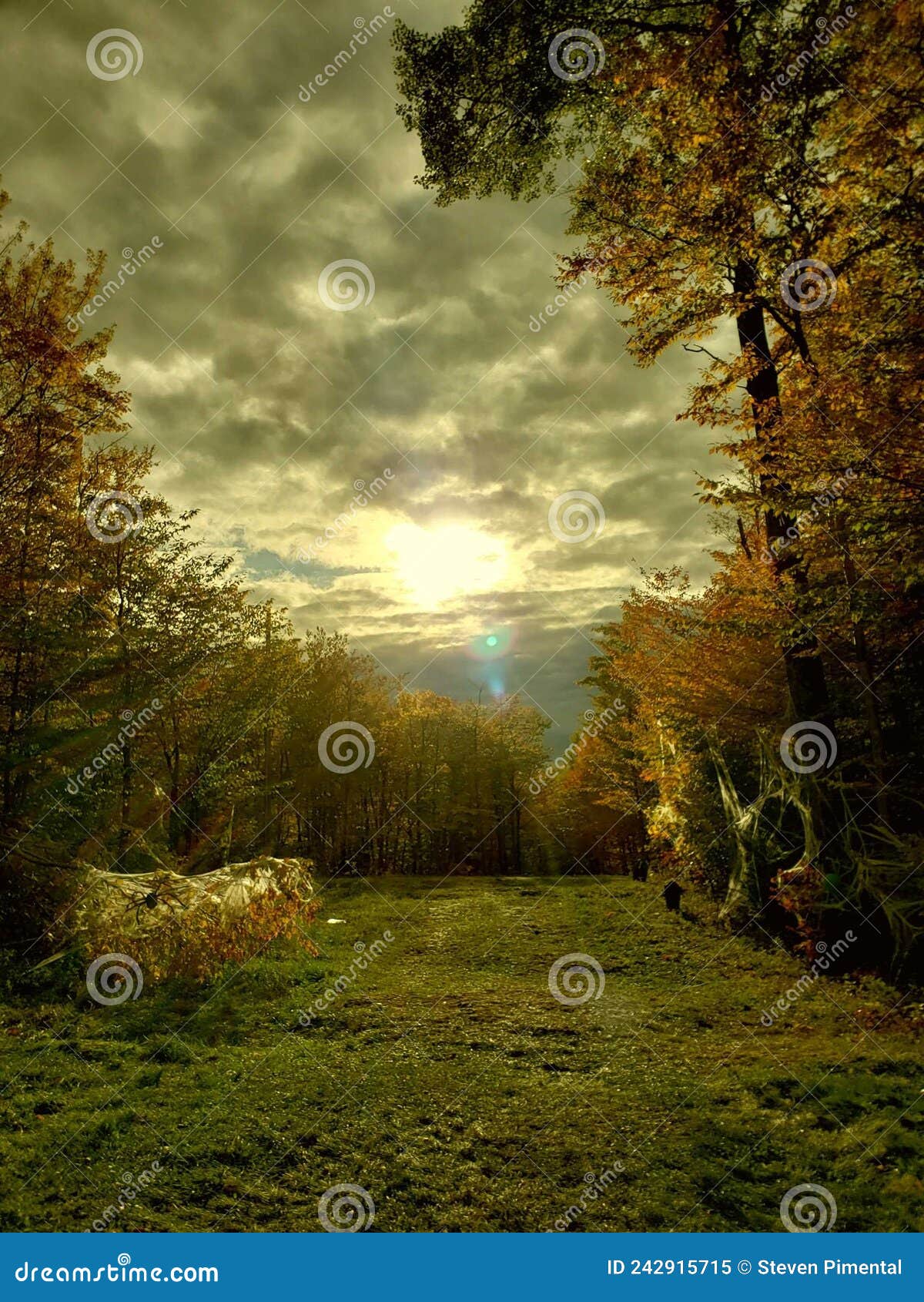 Sunset through the Treeline Stock Image - Image of morning, autumn ...