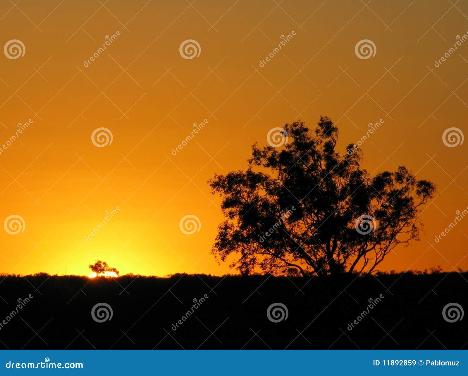 Sunset trees stock image. Image of beautiful, nightfall - 11892859