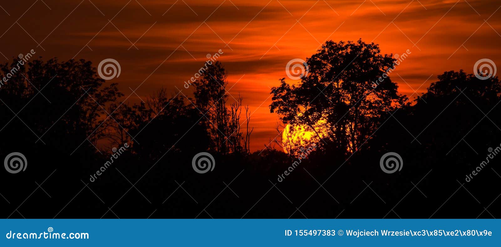 The SUN is HIDING BEHIND TREES Stock Image - Image of cosmos, crimson ...