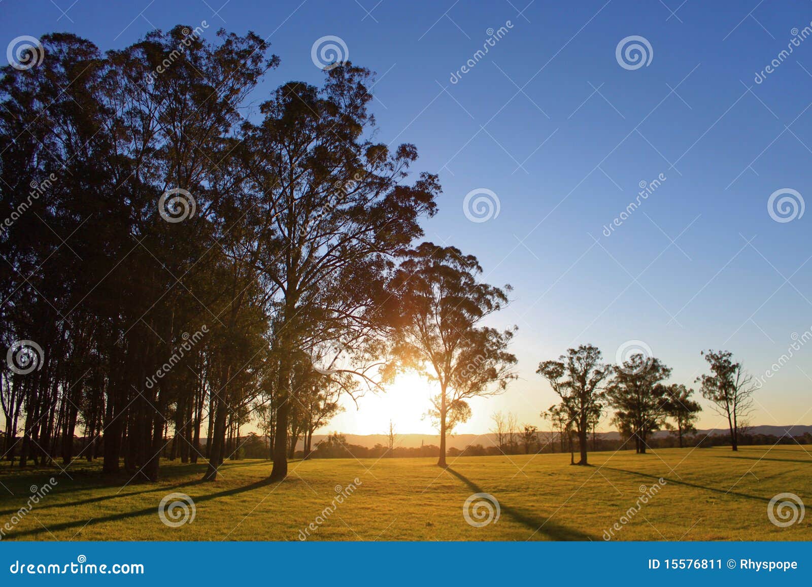 Sunset through the trees stock image. Image of morning - 15576811