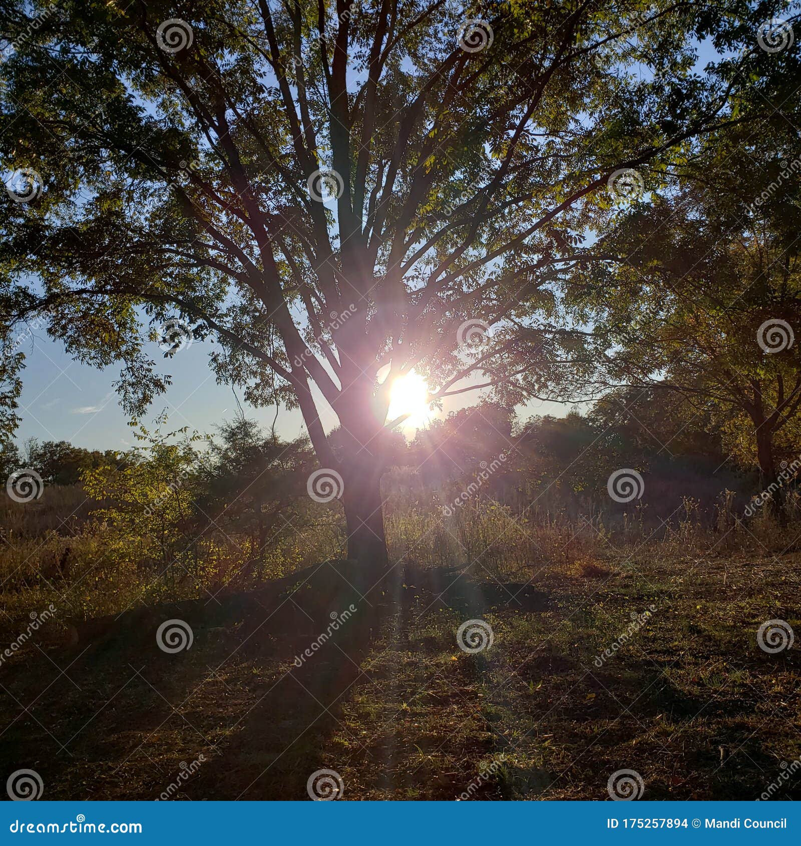 Sunset through the trees stock photo. Image of beautiful - 175257894
