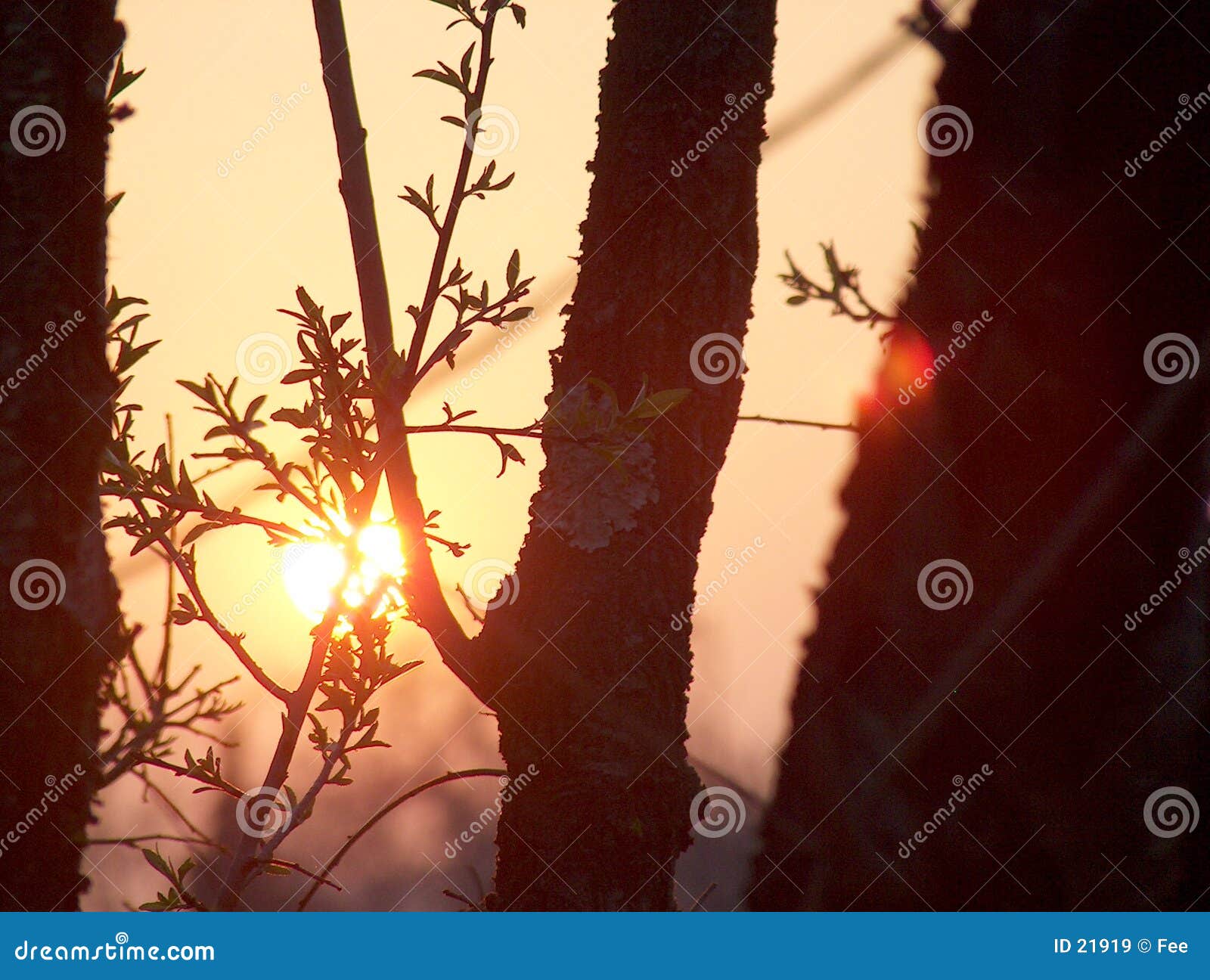 Sunset through trees stock image. Image of skies, garden - 21919