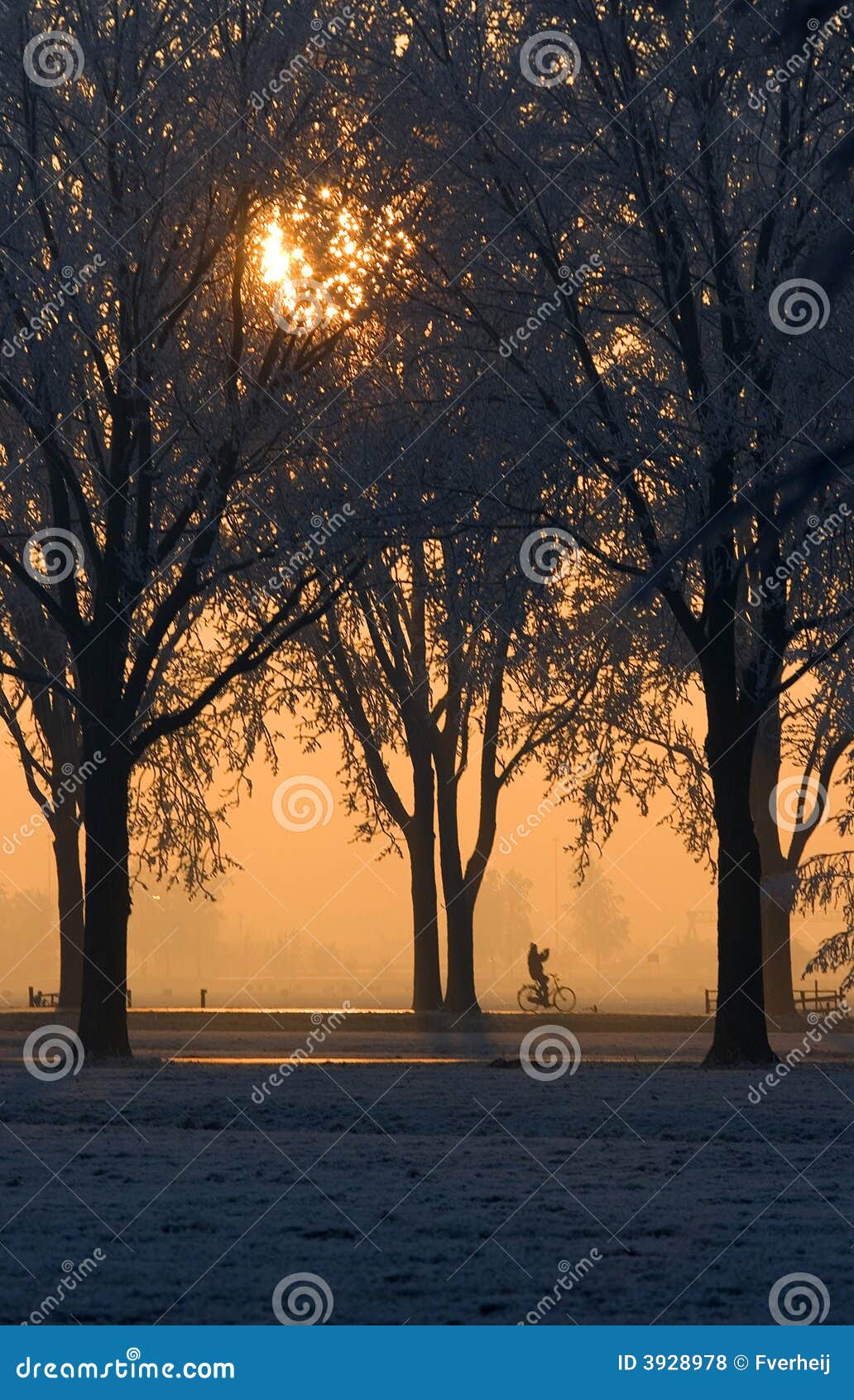 Sunset through trees stock photo. Image of winter, beautiful - 3928978