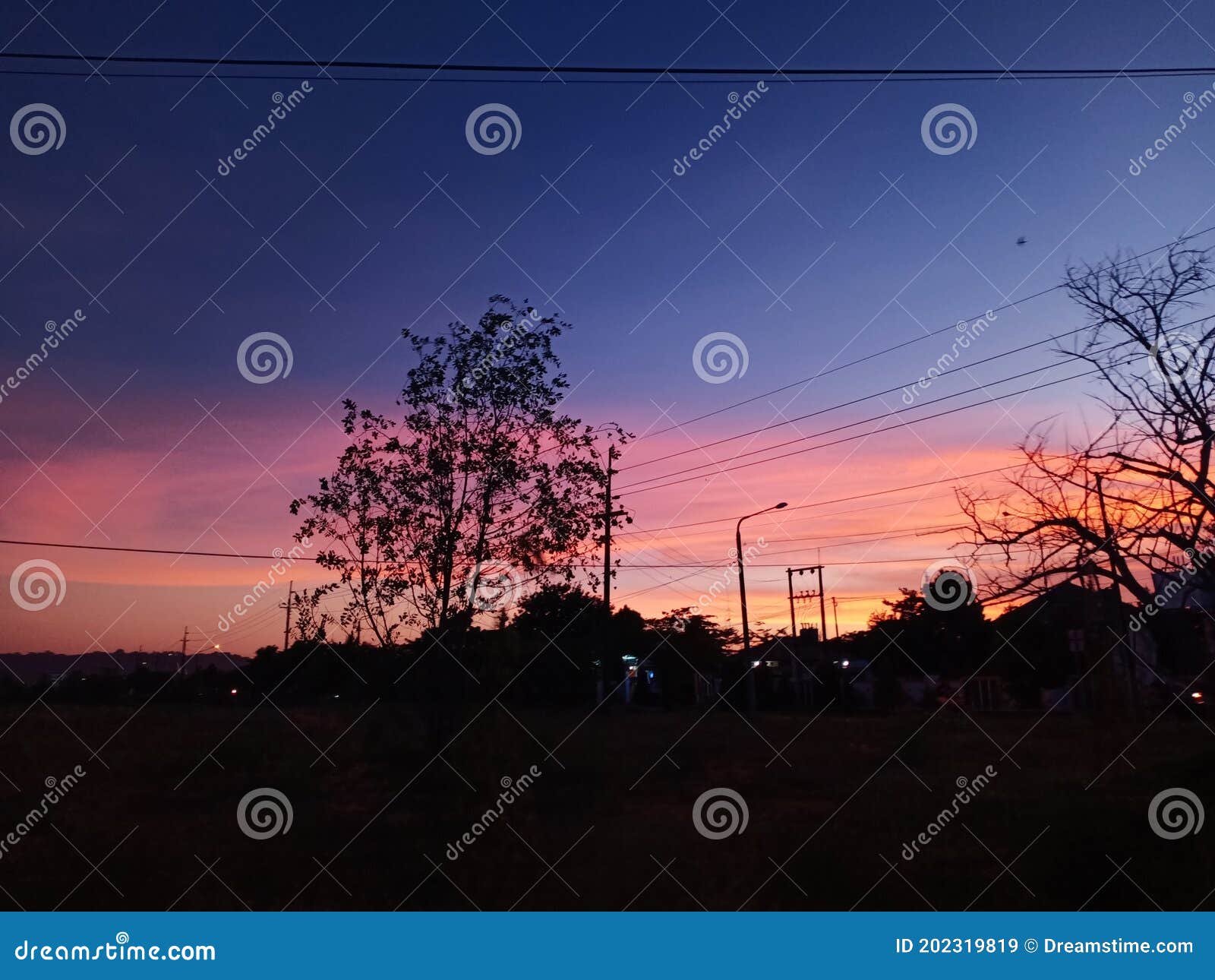 Sunset trees aesthetic stock image. Image of sunset - 202319819