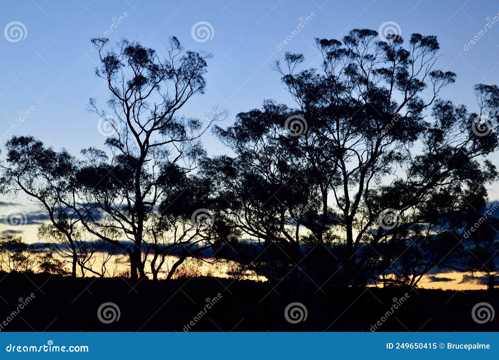 Sunset through the Trees in the Blue Mountains Stock Image - Image of ...